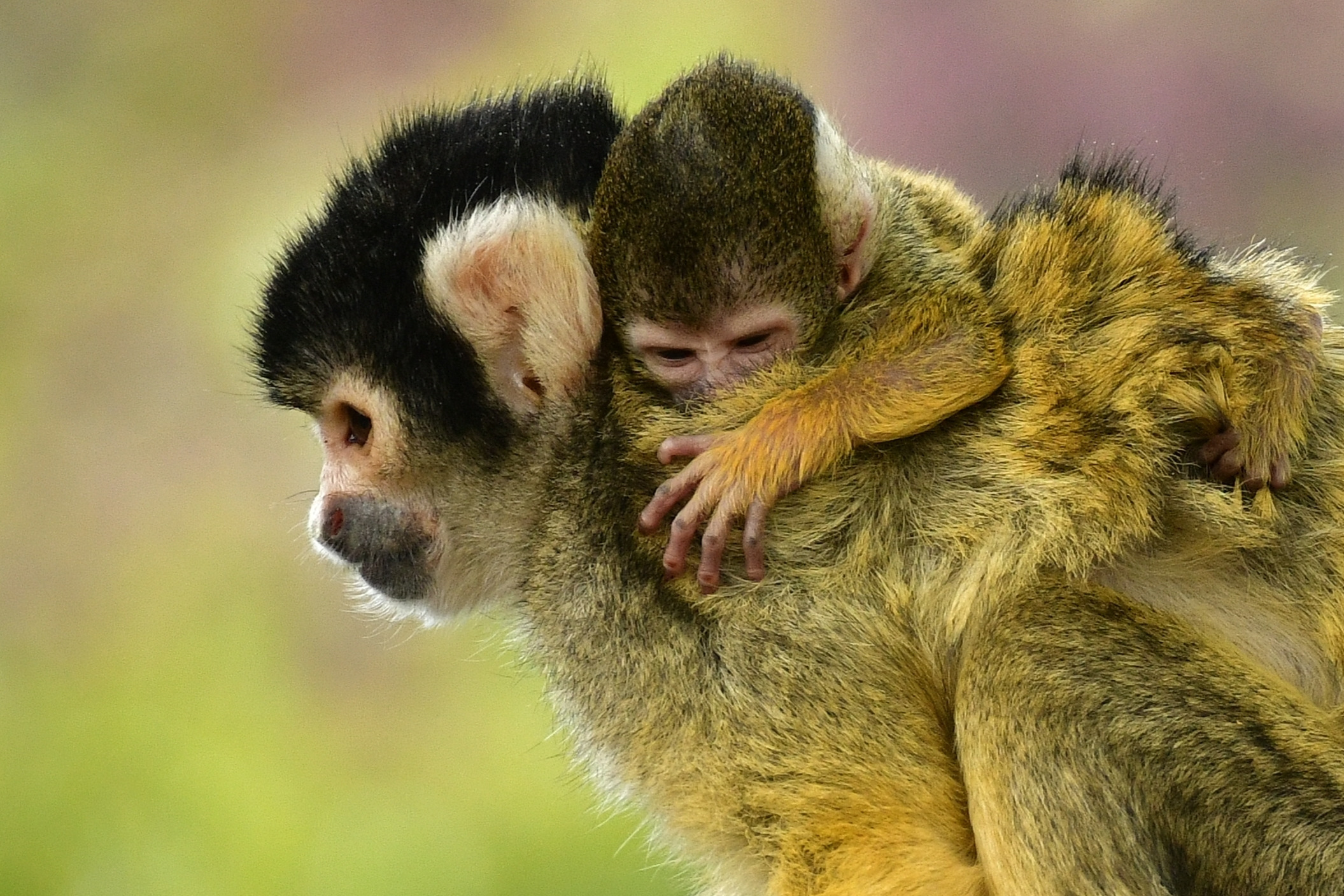 black squirrel monkey lifespan