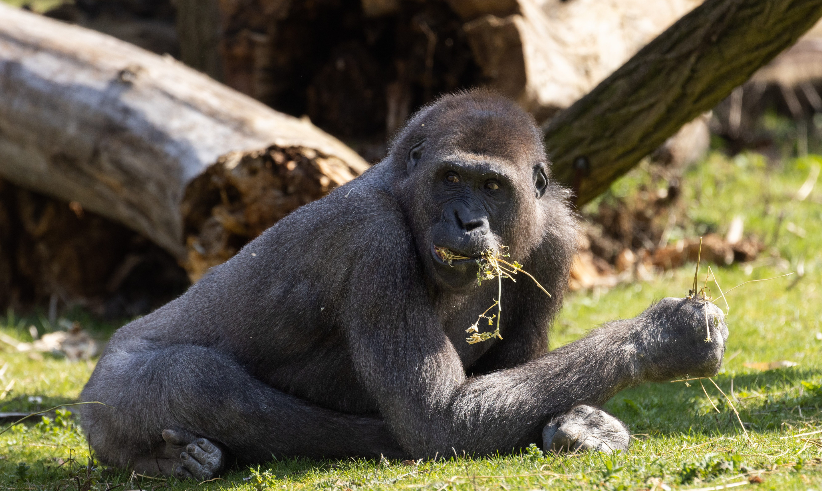 Animal Animations | Pairi Daiza