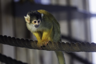 Black-capped squirrel monkey | Pairi Daiza