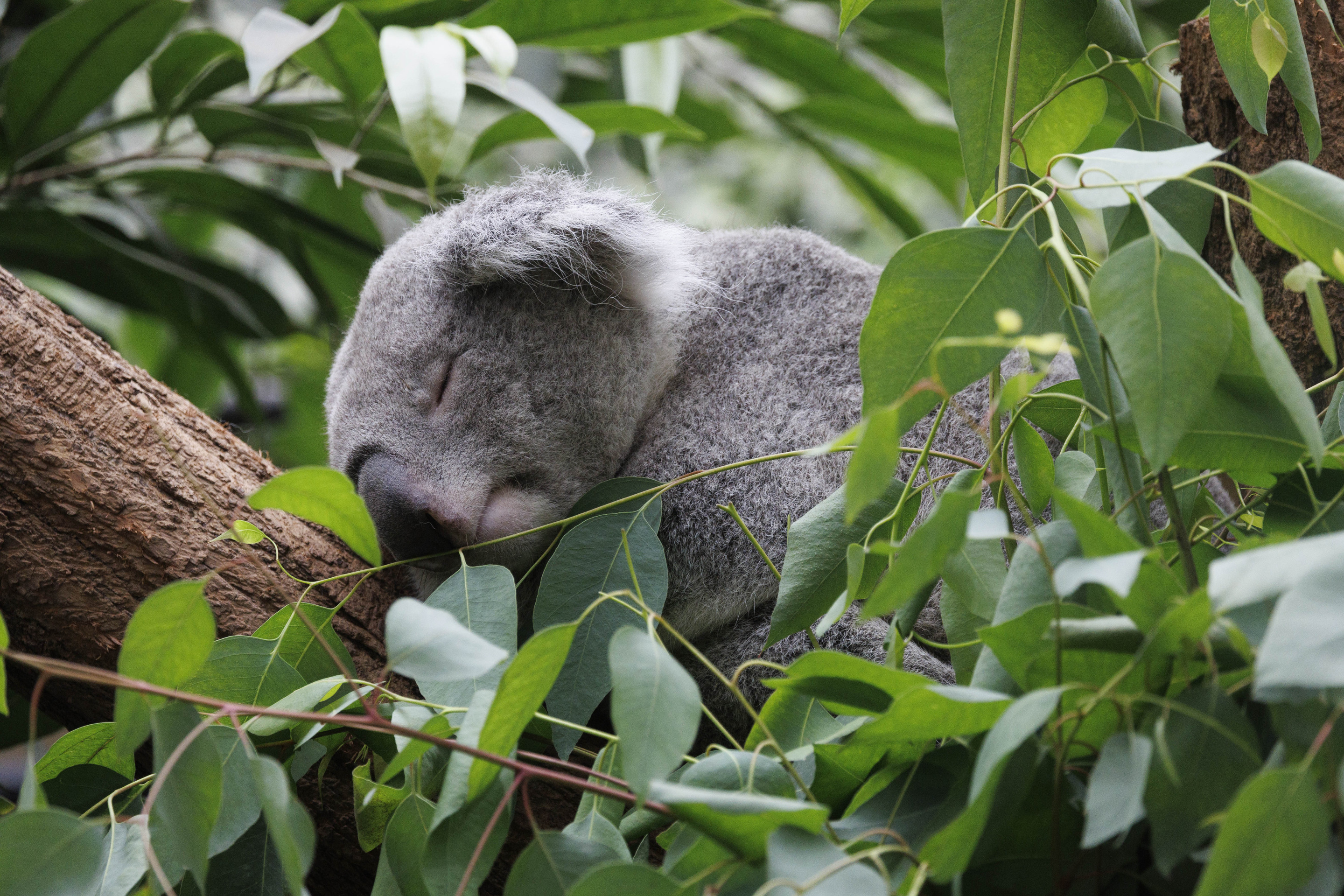 De koala | Pairi Daiza