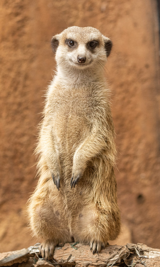 Le suricate | Pairi Daiza