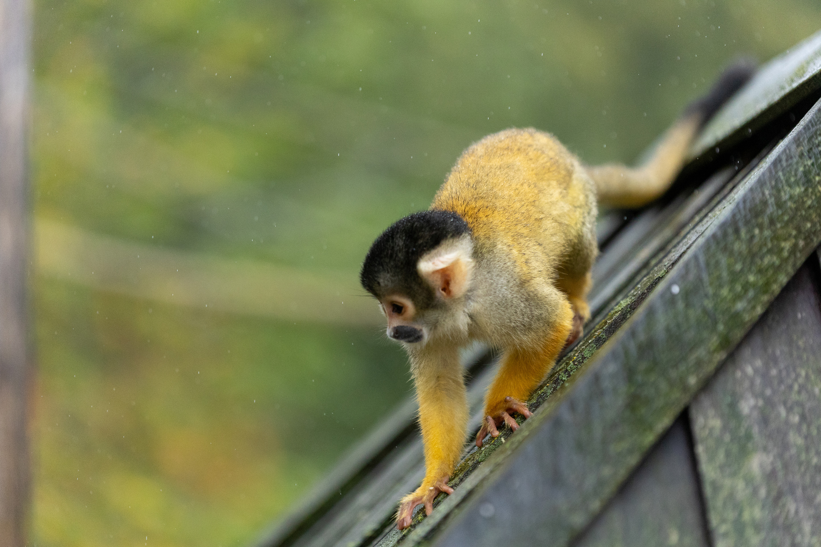 black squirrel monkey lifespan