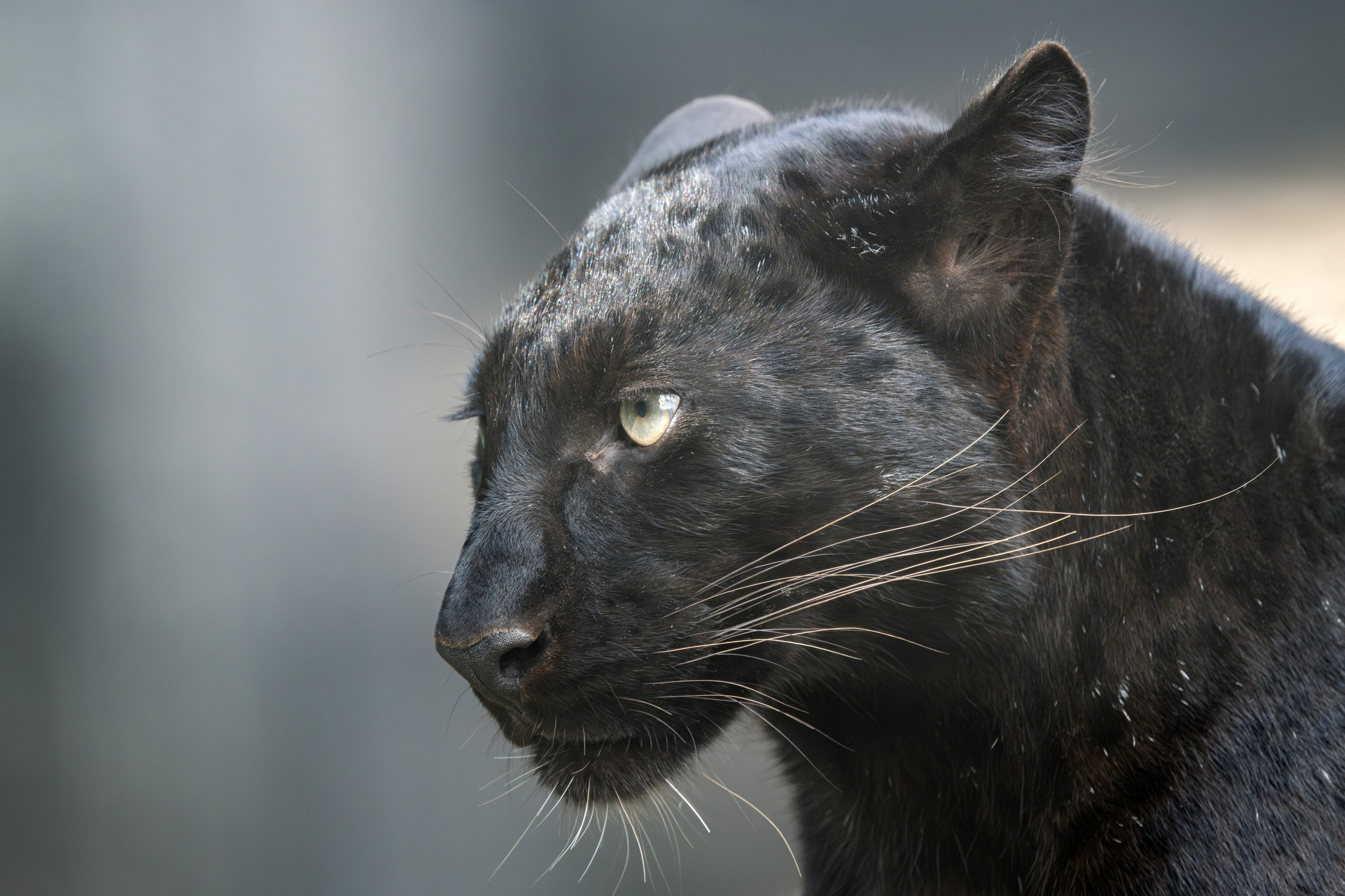 La Panthère noire | Pairi Daiza
