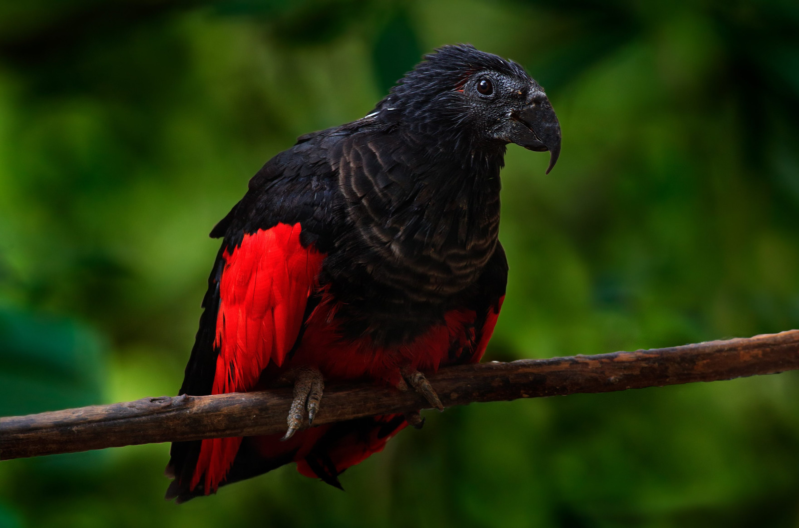The Pesquet's Parrot | Pairi Daiza