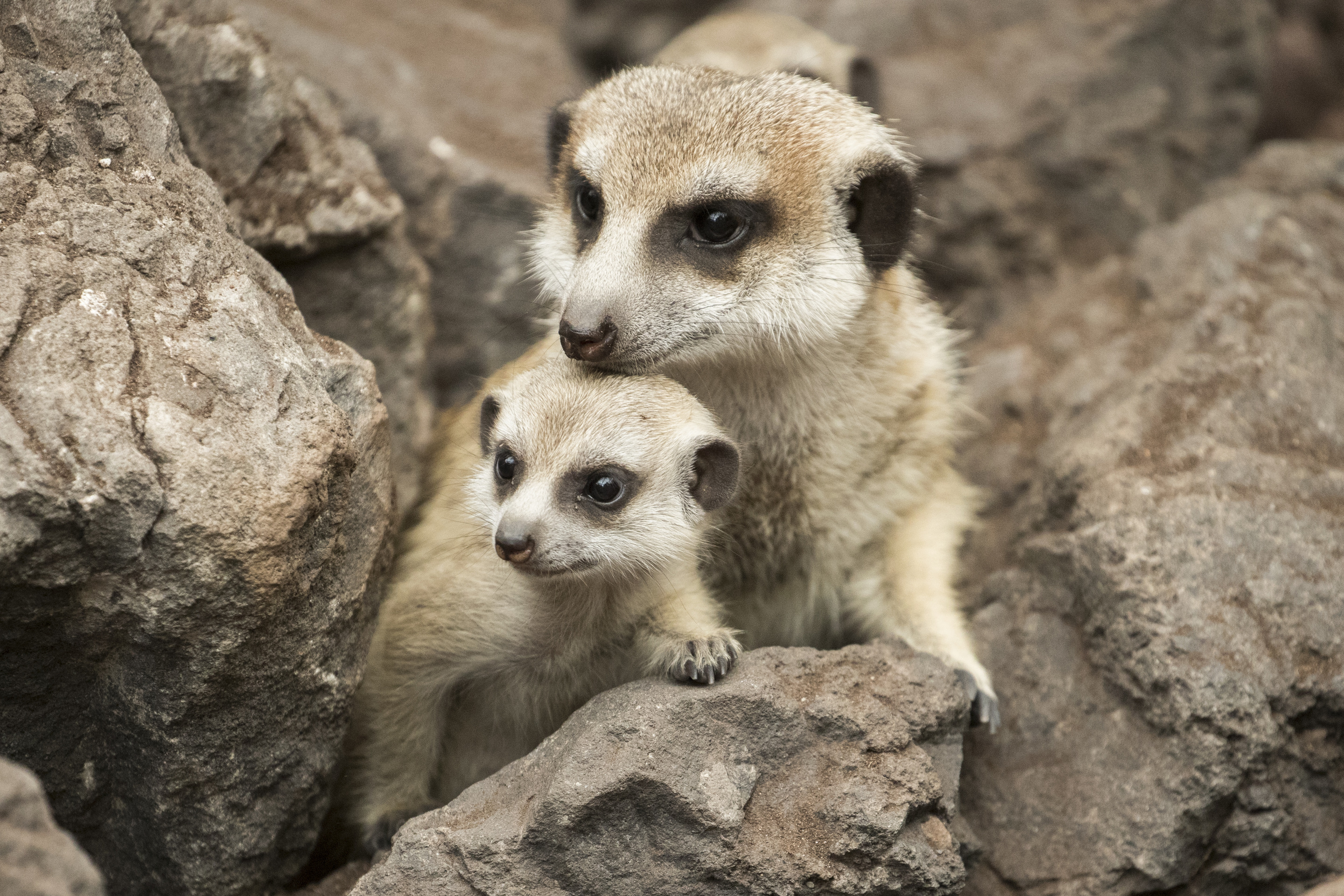 Le suricate | Pairi Daiza