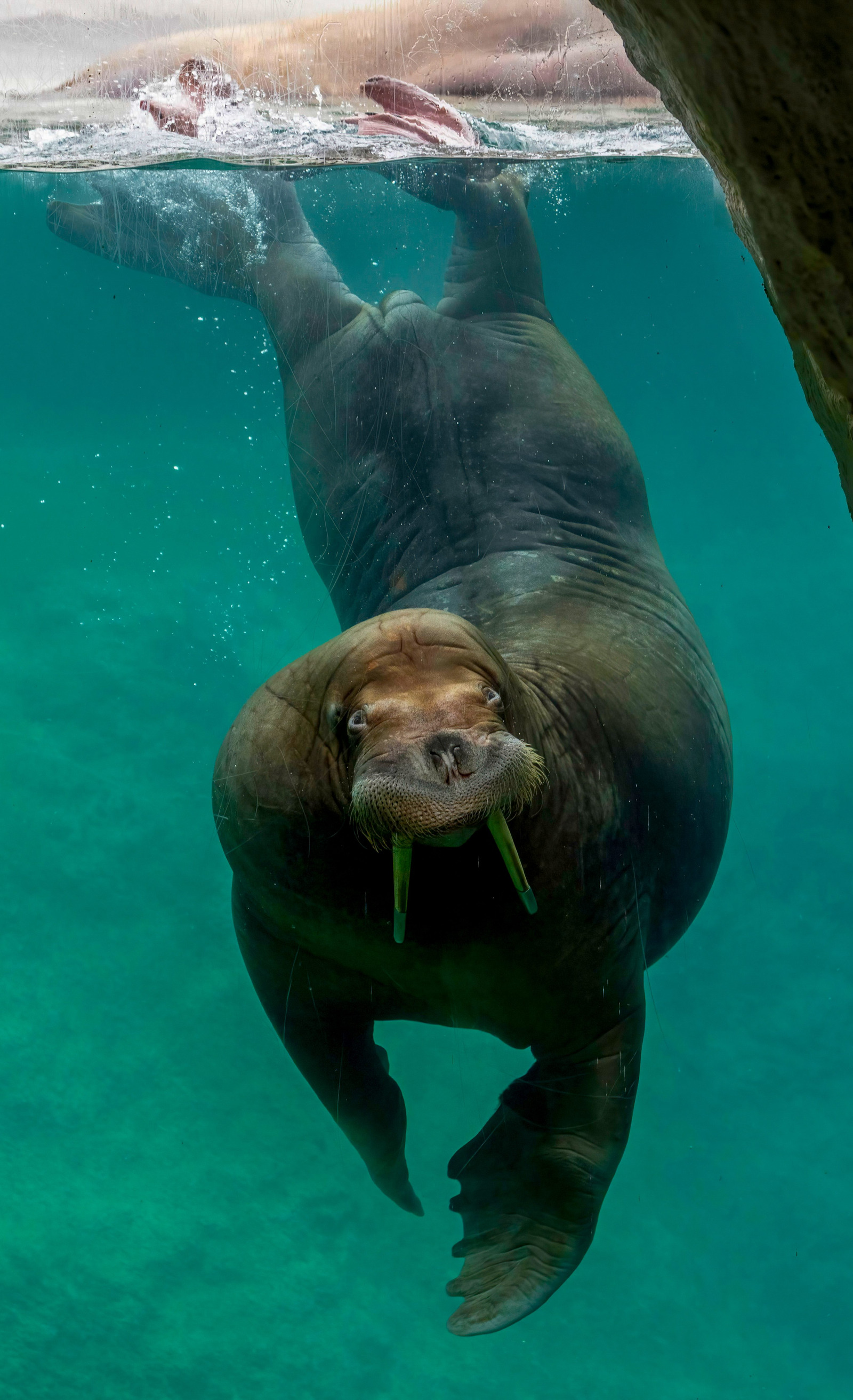 The Walrus | Pairi Daiza