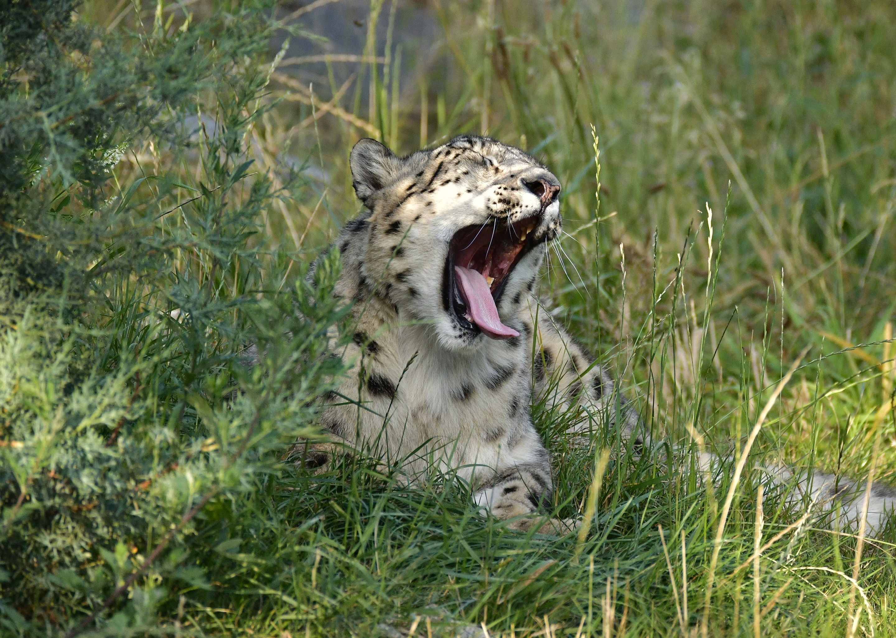 snow leopard teeth