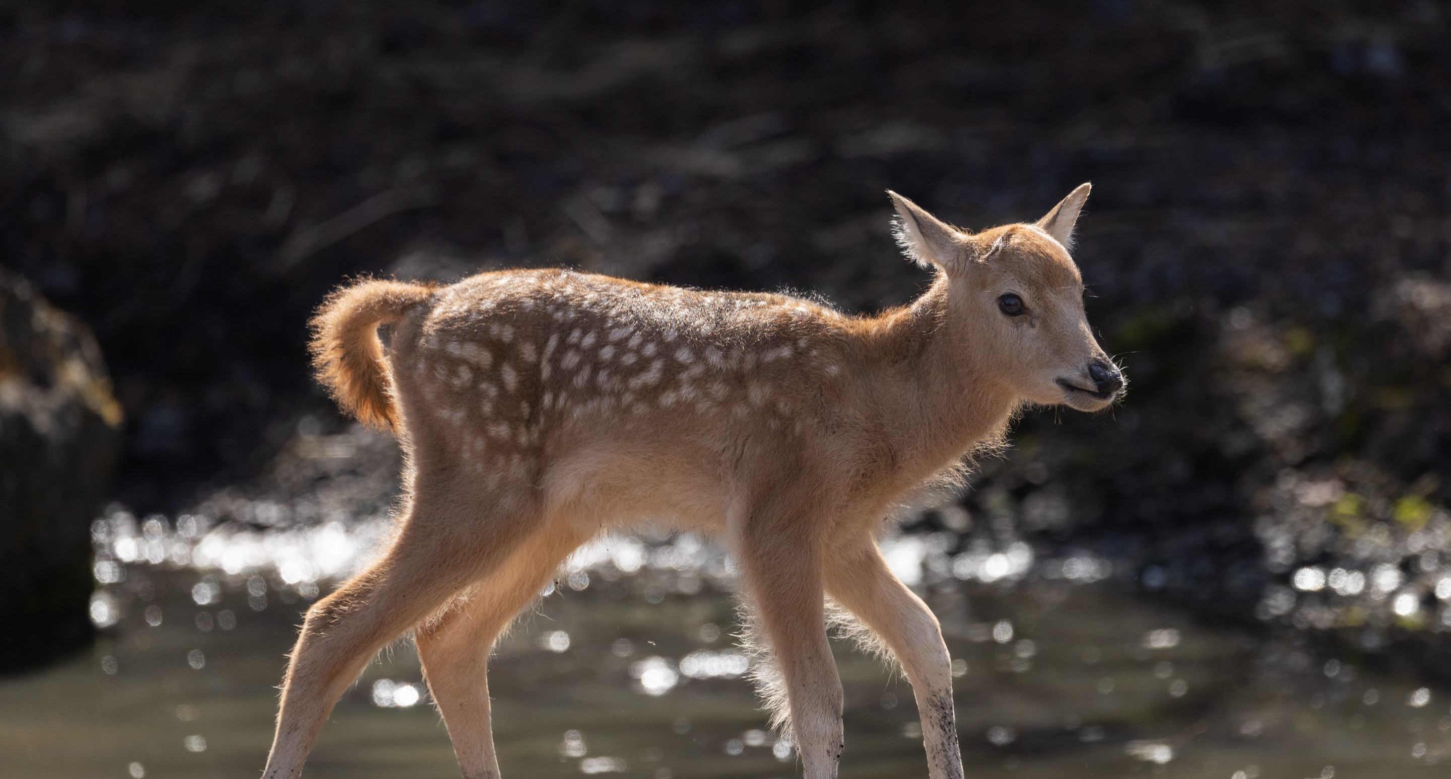 Père David's Deer | Pairi Daiza