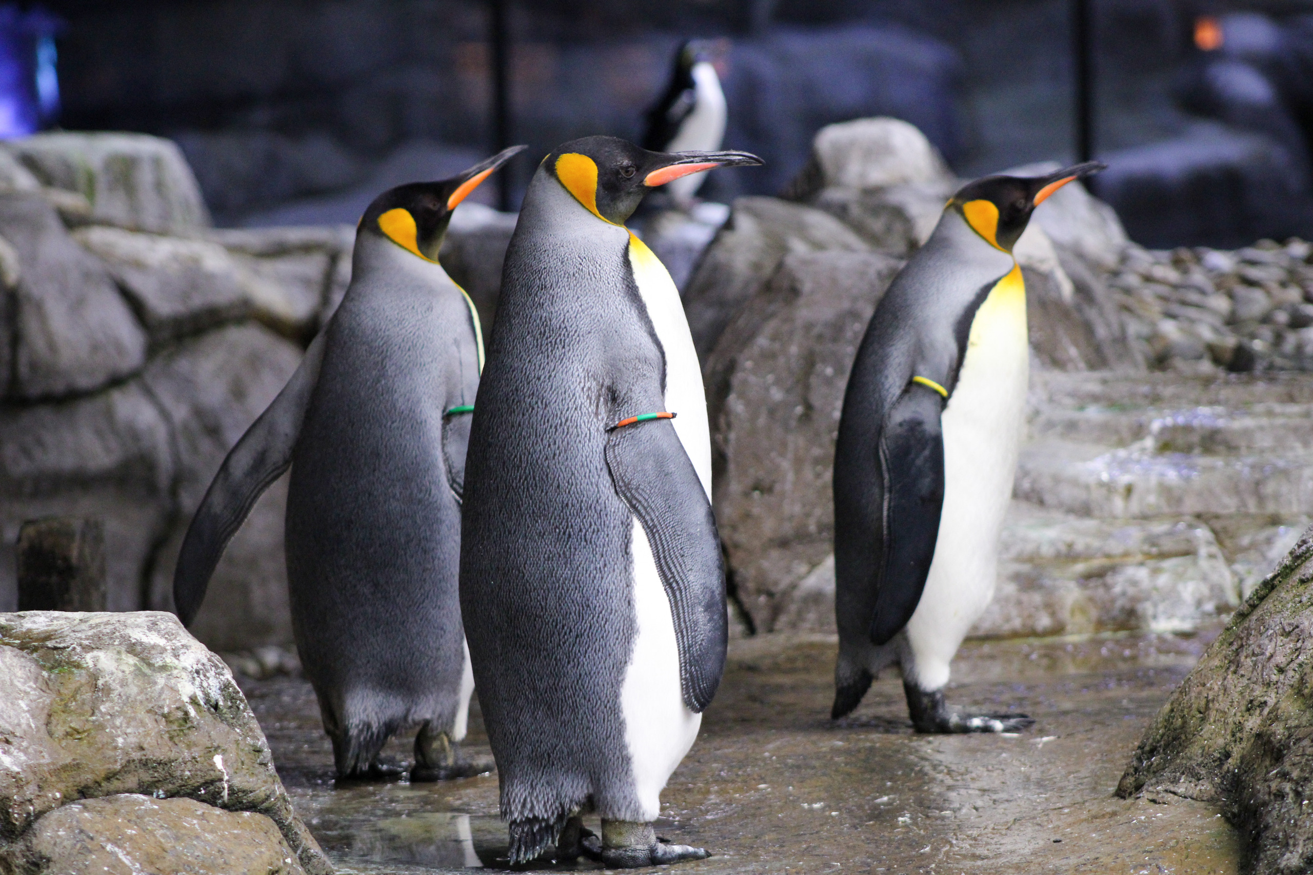 The Penguin Cave | Pairi Daiza