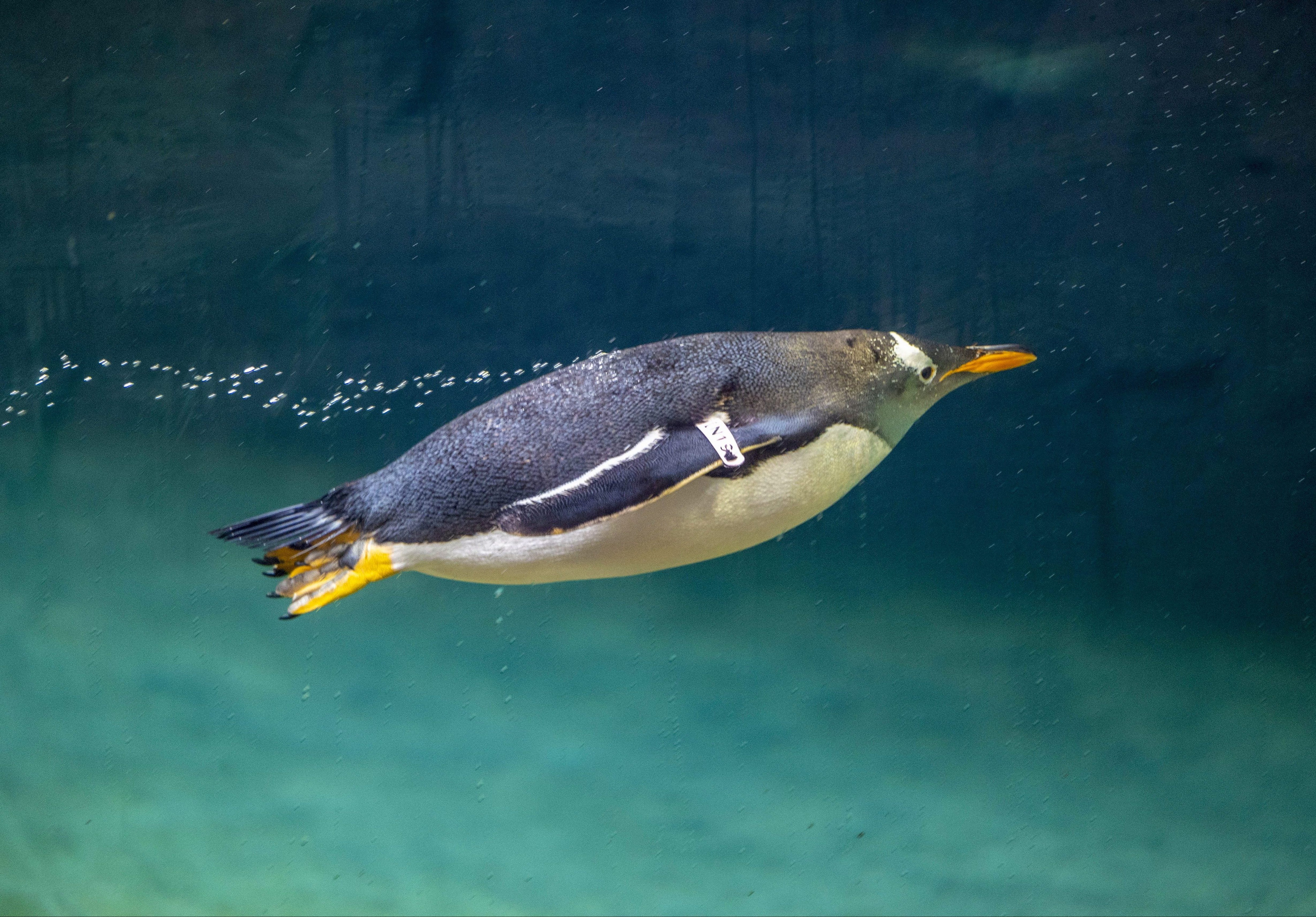 Activities | Pairi Daiza
