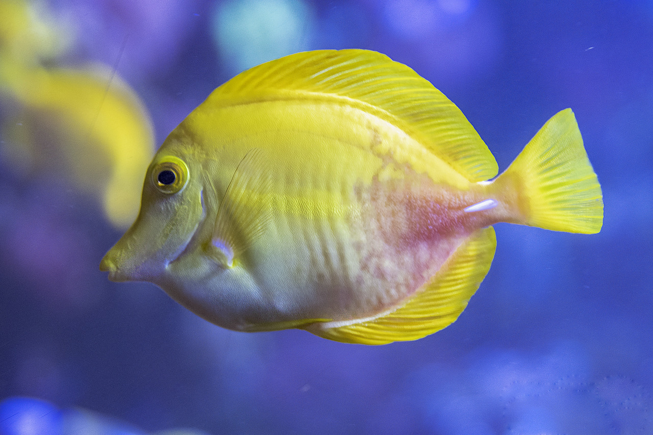 Le Poisson chirurgien | Pairi Daiza