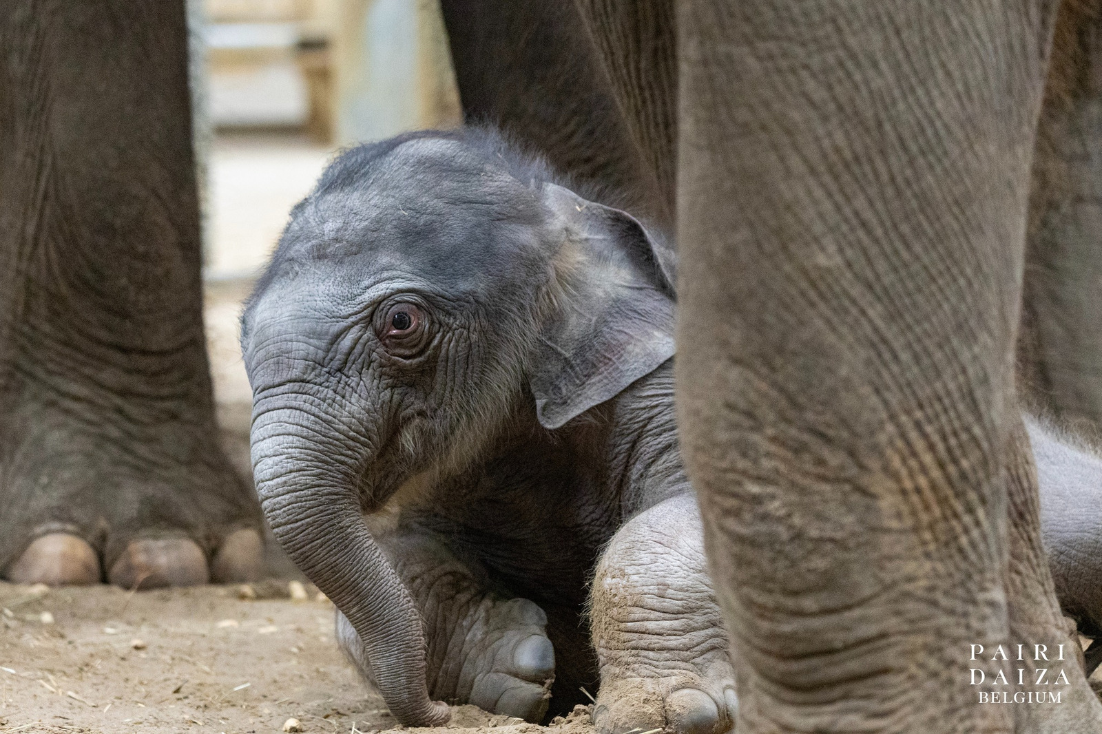 Notre douce girafe Juul nous a quittés | Pairi Daiza