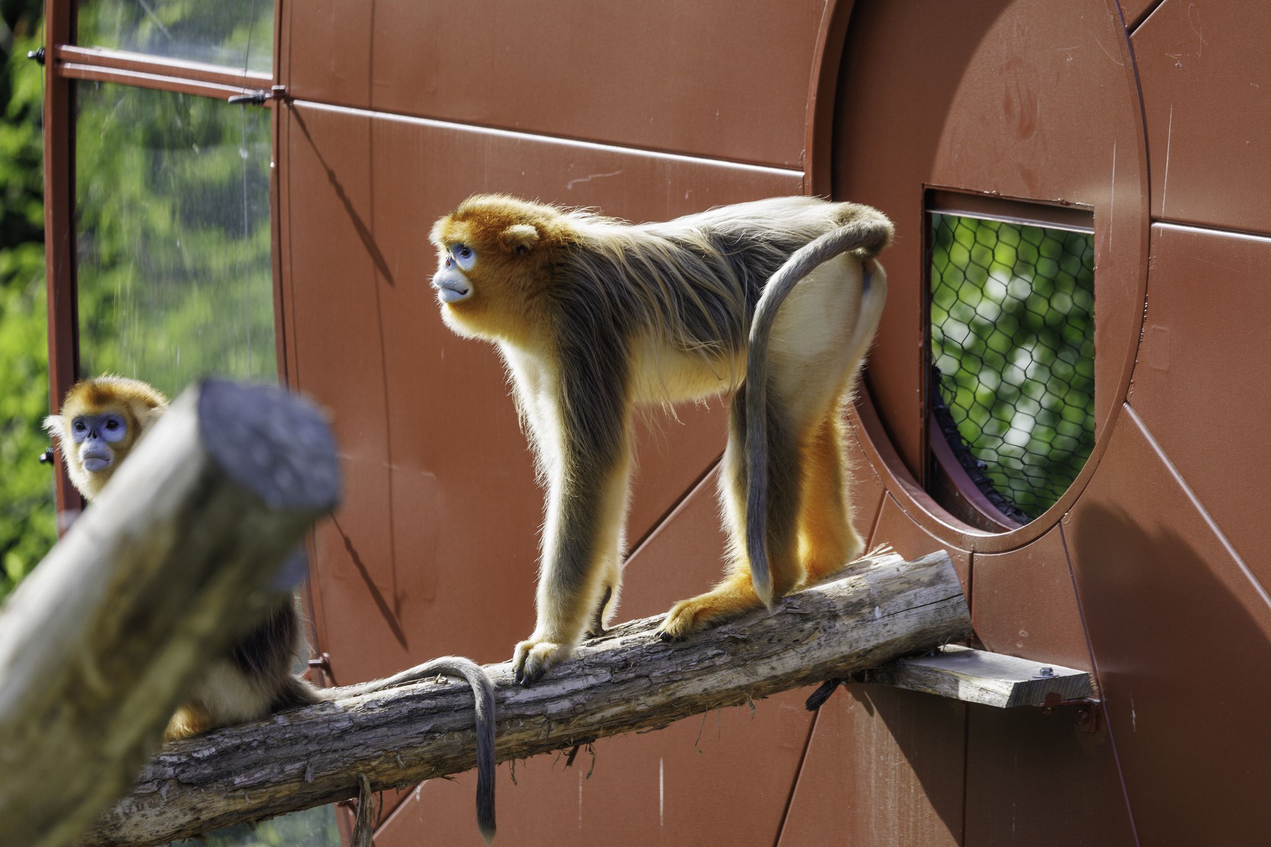 Golden snub-nosed monkey | Pairi Daiza