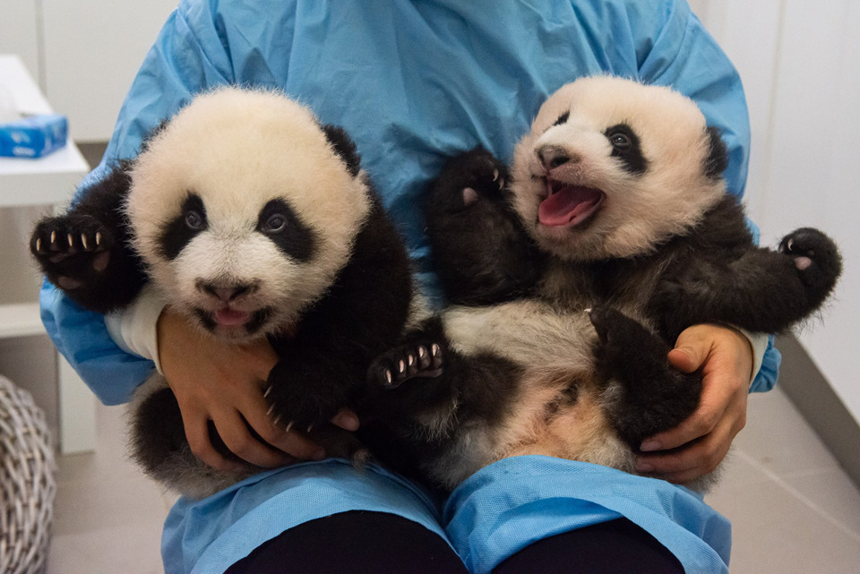 Project Giant Pandas | Pairi Daiza