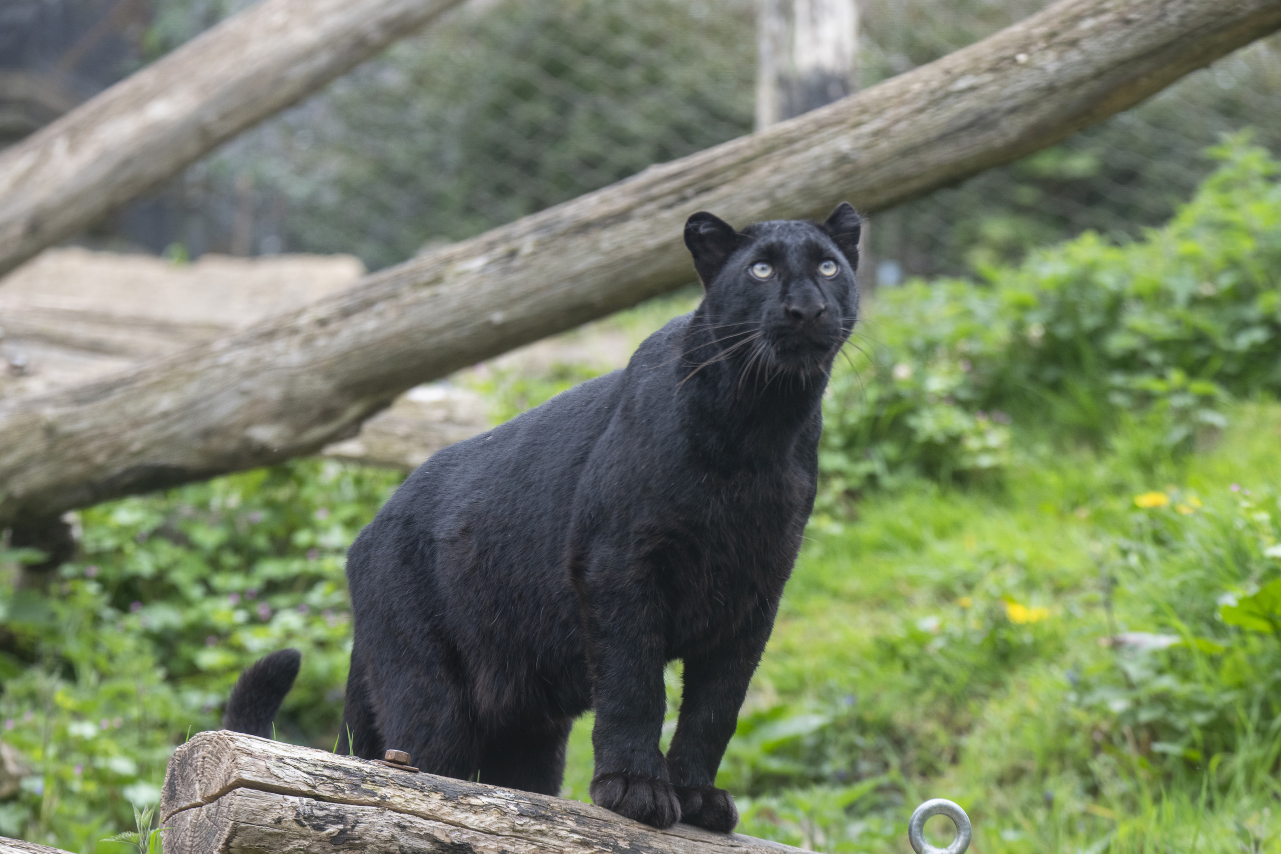 Der Schwarze Panther | Pairi Daiza