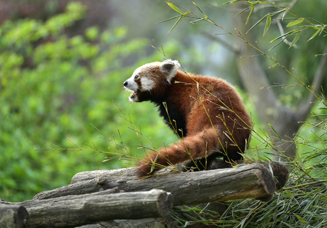 Rode panda | Pairi Daiza