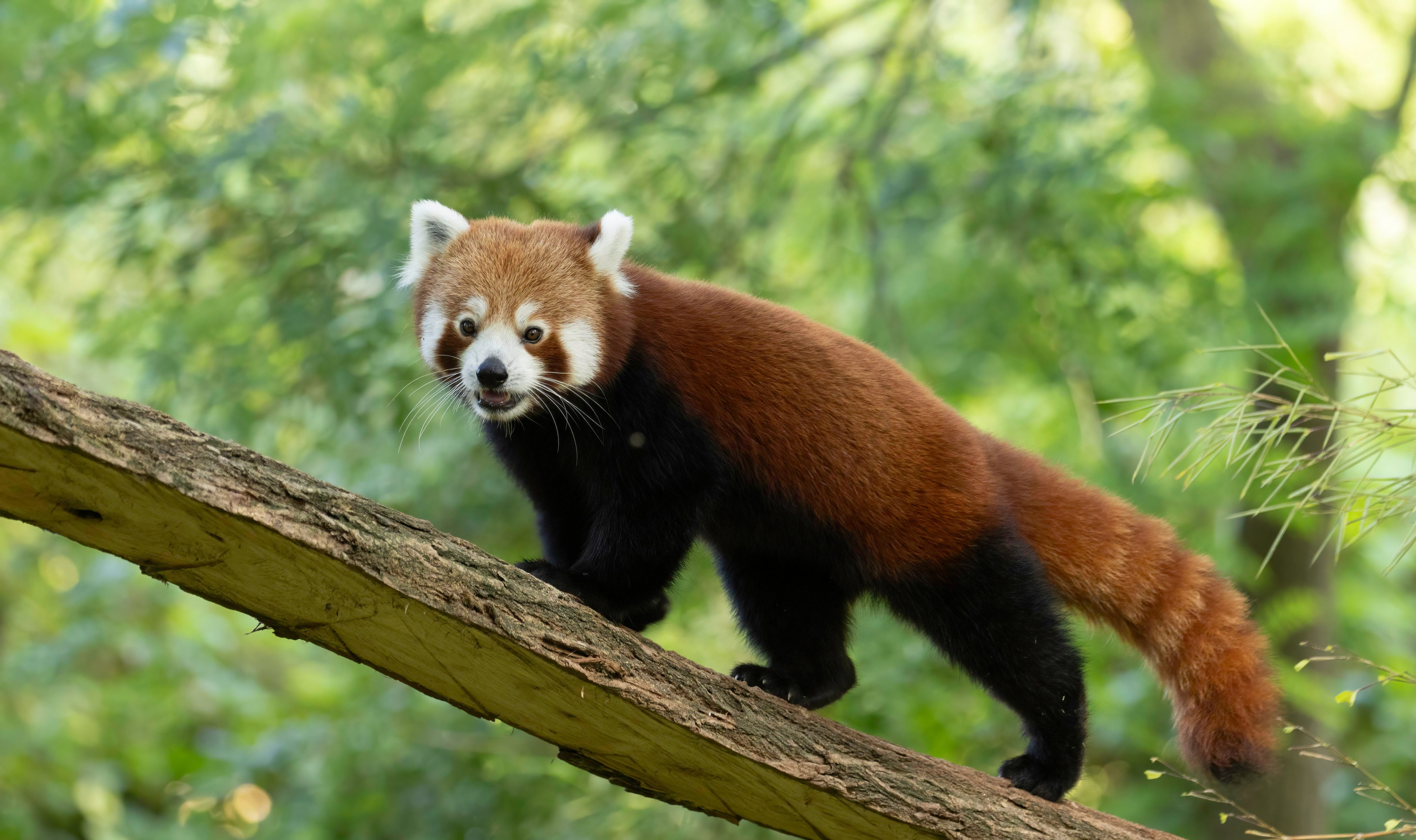 Le Panda roux | Pairi Daiza