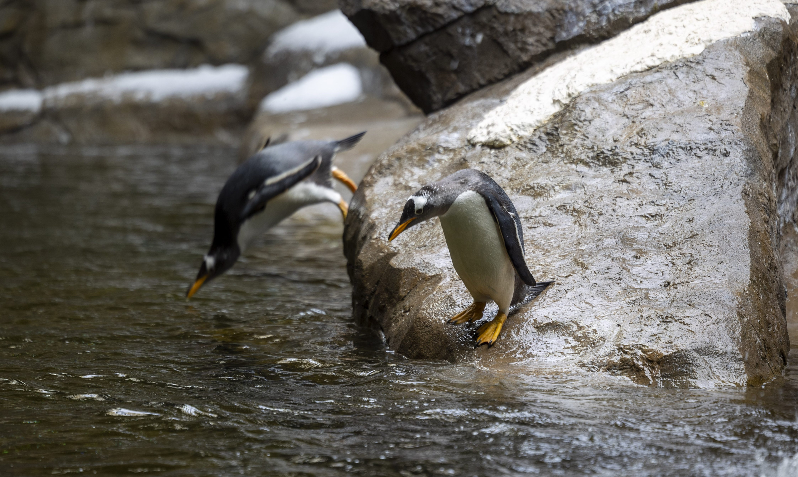 Der Kaiserpinguin | Pairi Daiza