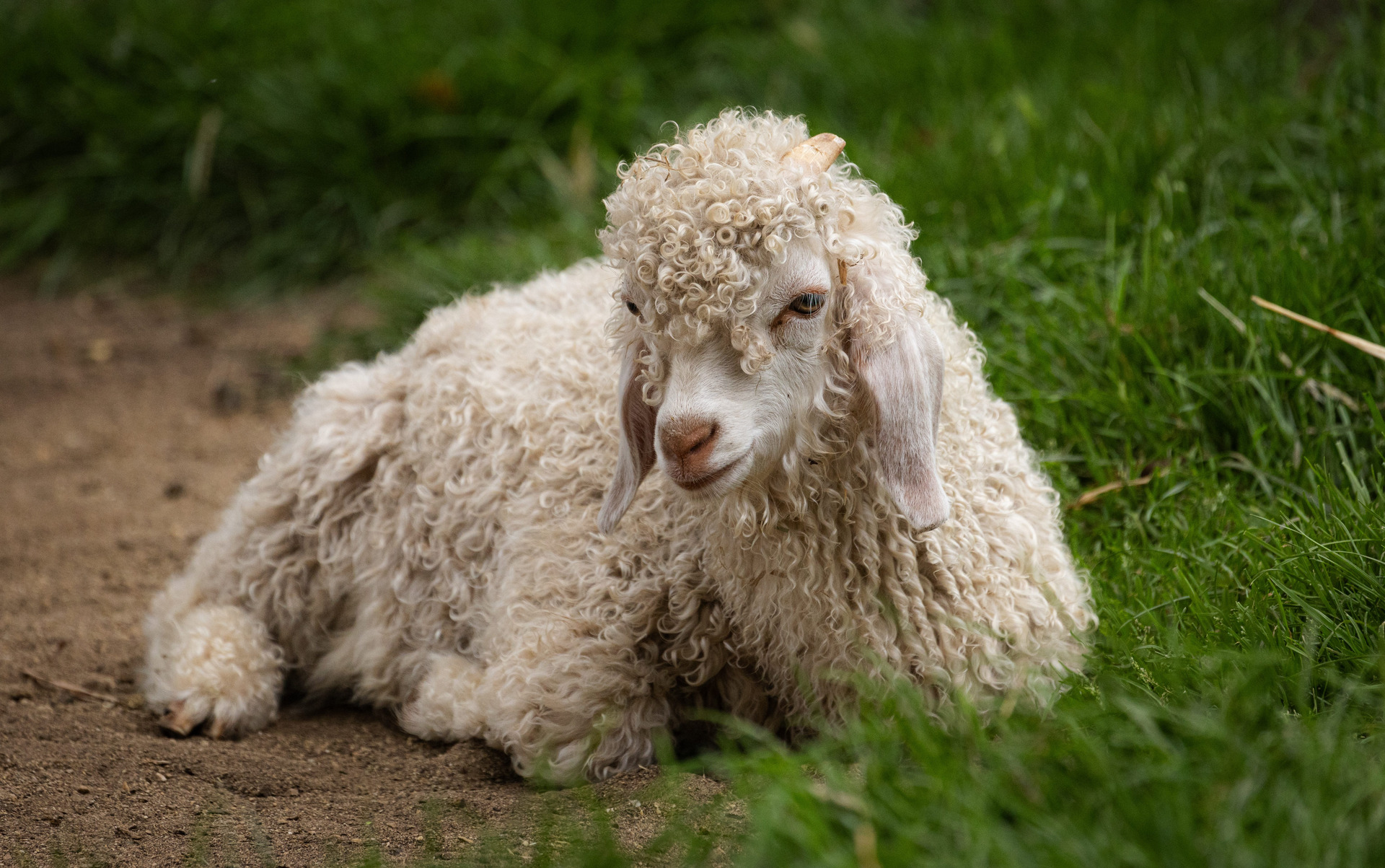 The Angora Goat | Pairi Daiza