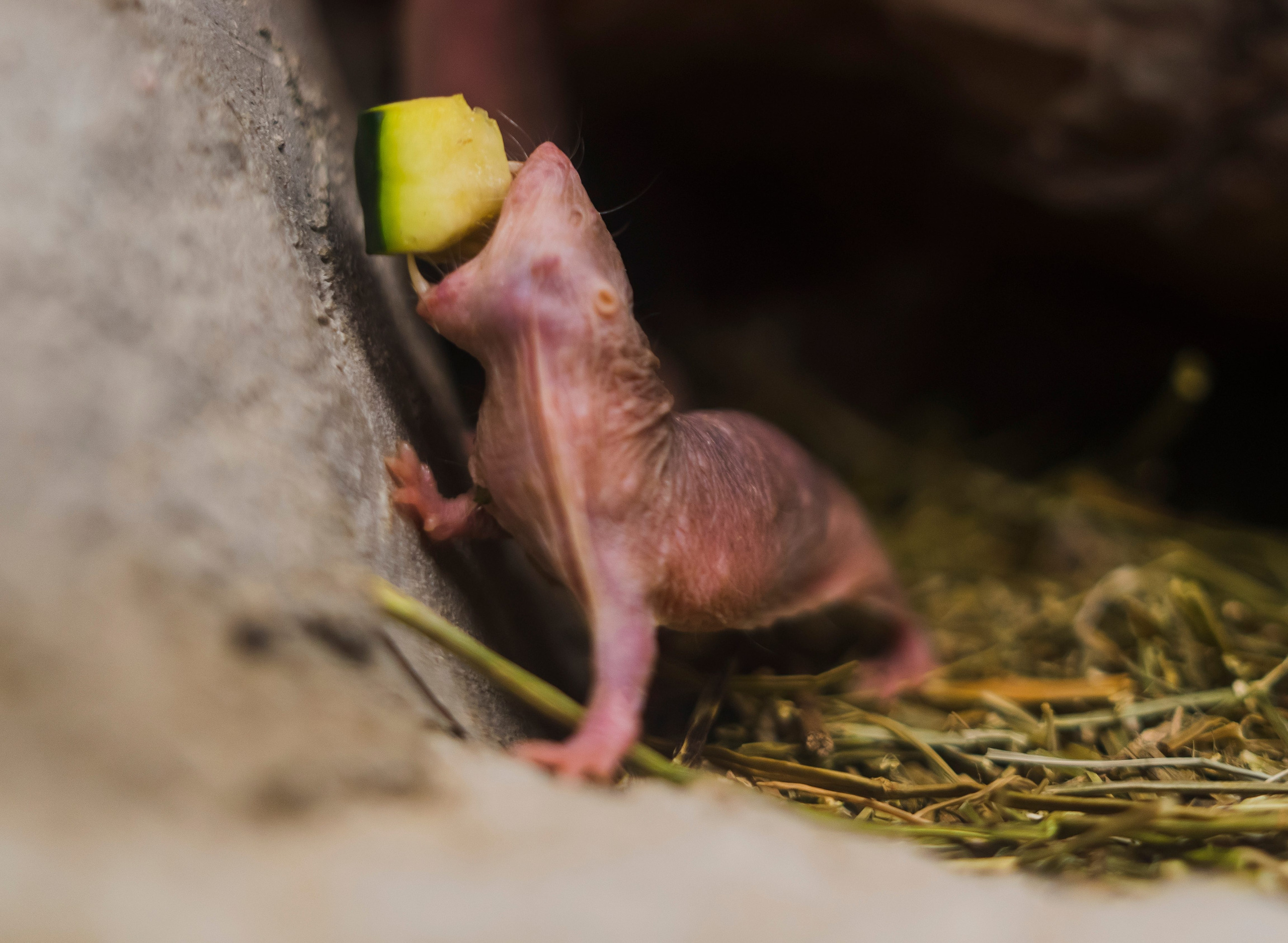 Le Rat-taupe nu | Pairi Daiza