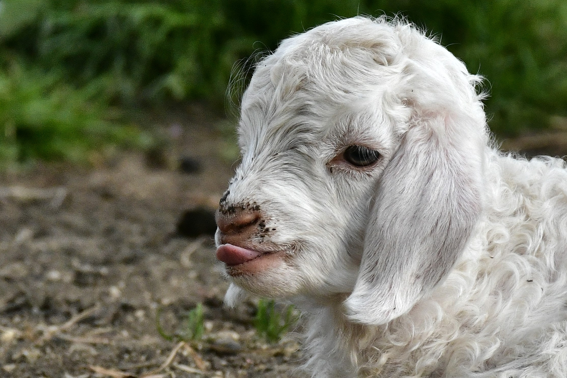 angora goat