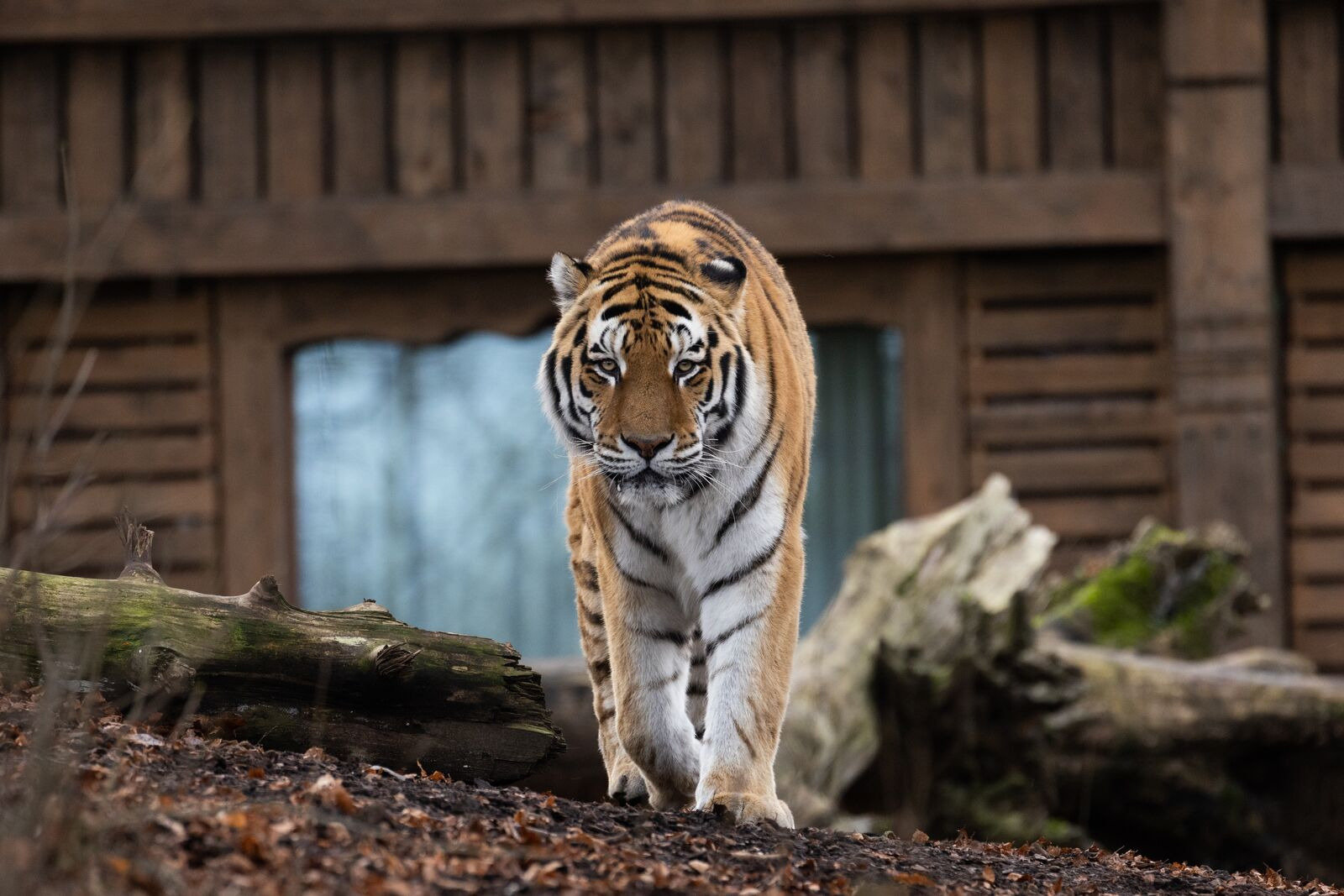 Tiger House | Pairi Daiza