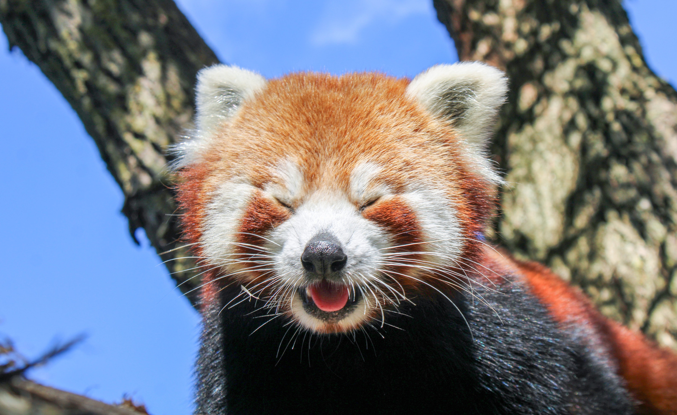 Der Rote Panda | Pairi Daiza