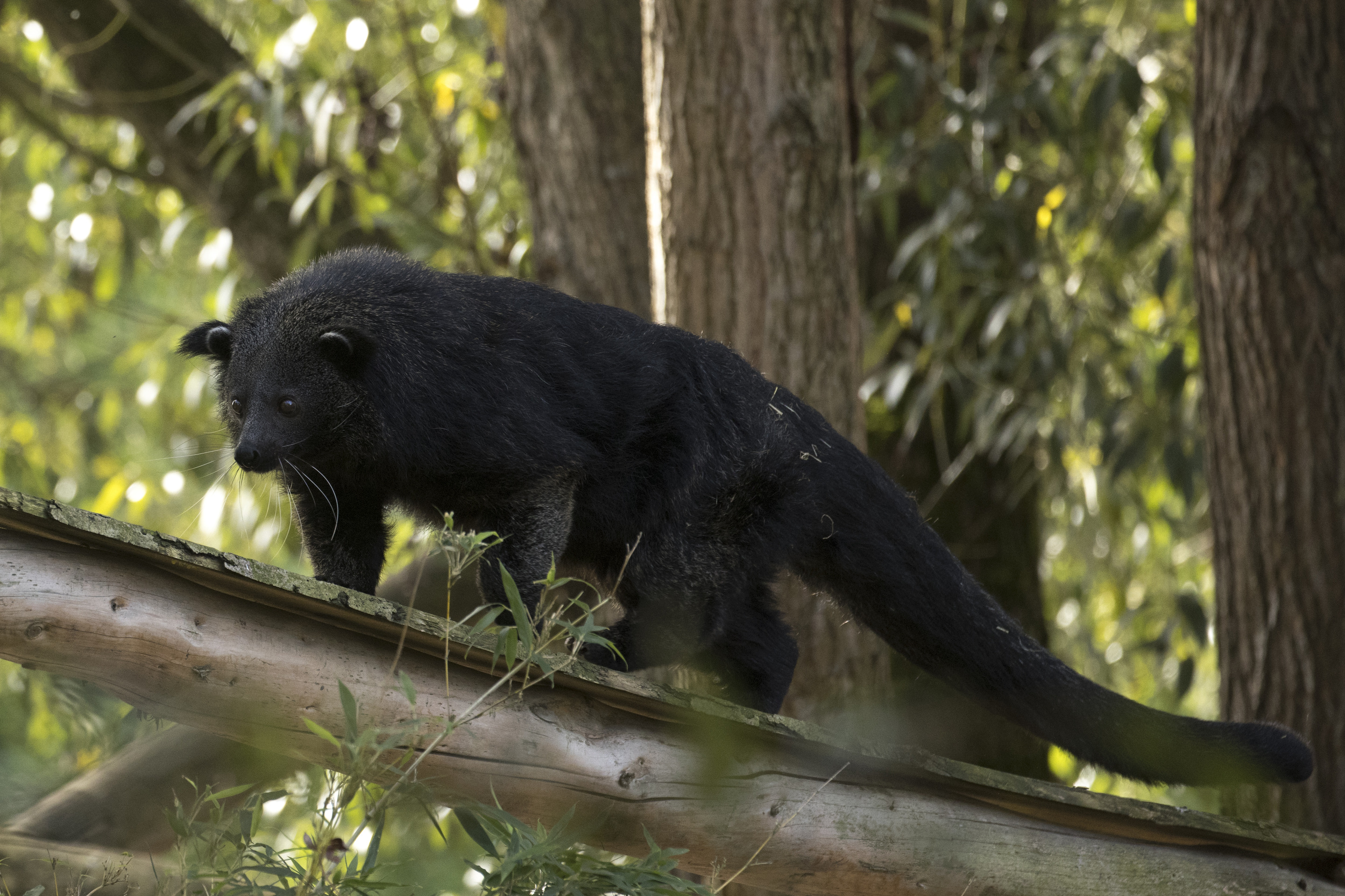 Project Binturong | Pairi Daiza