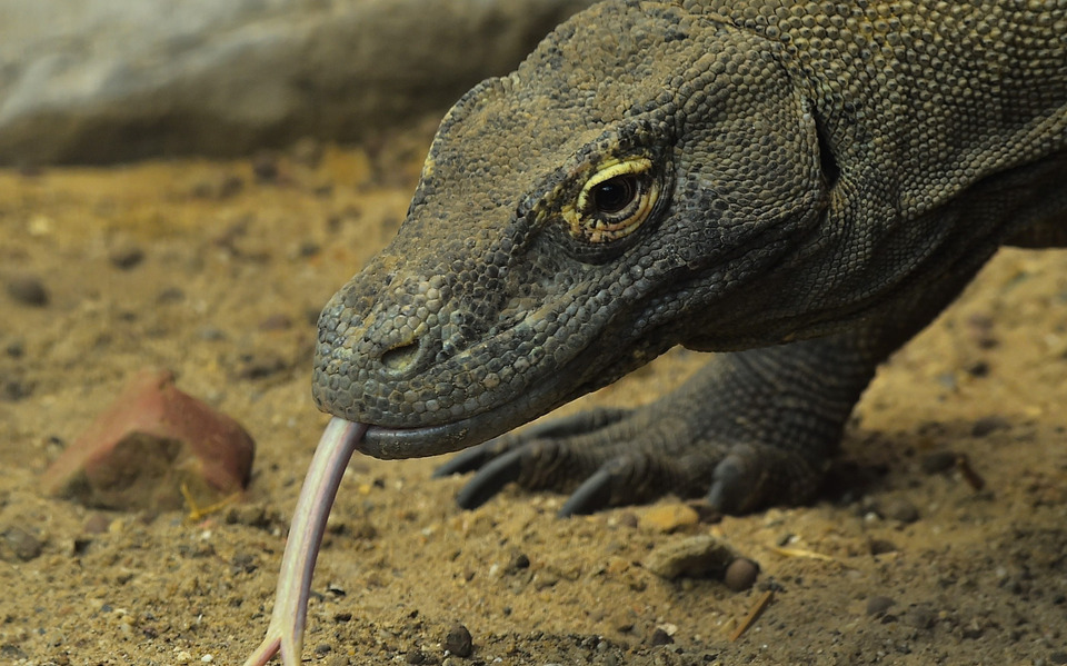 Le Varan de Komodo | Pairi Daiza