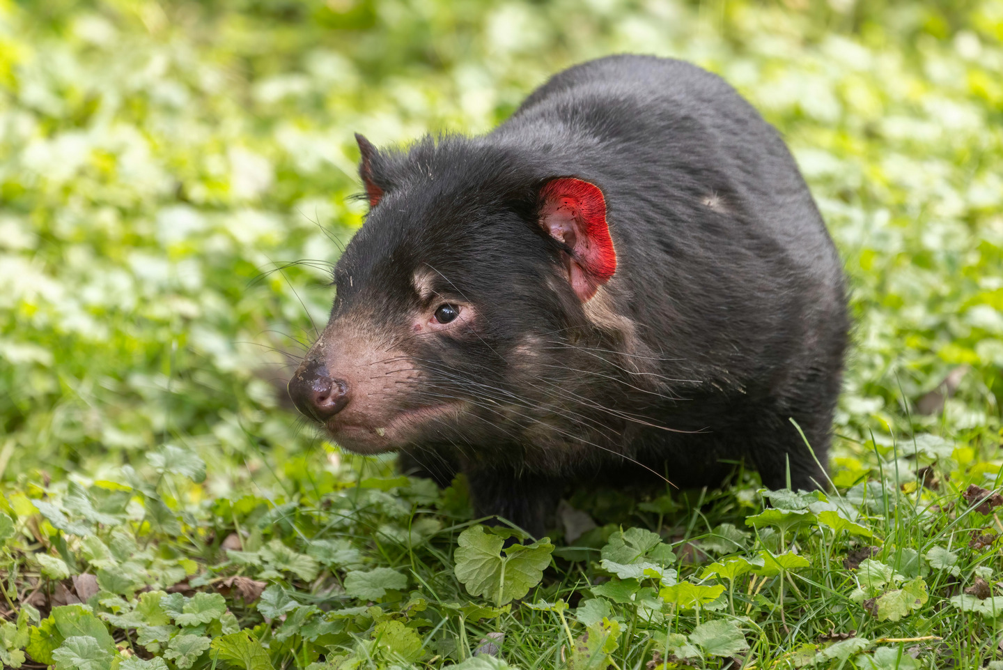 Der Tasmanische Teufel | Pairi Daiza