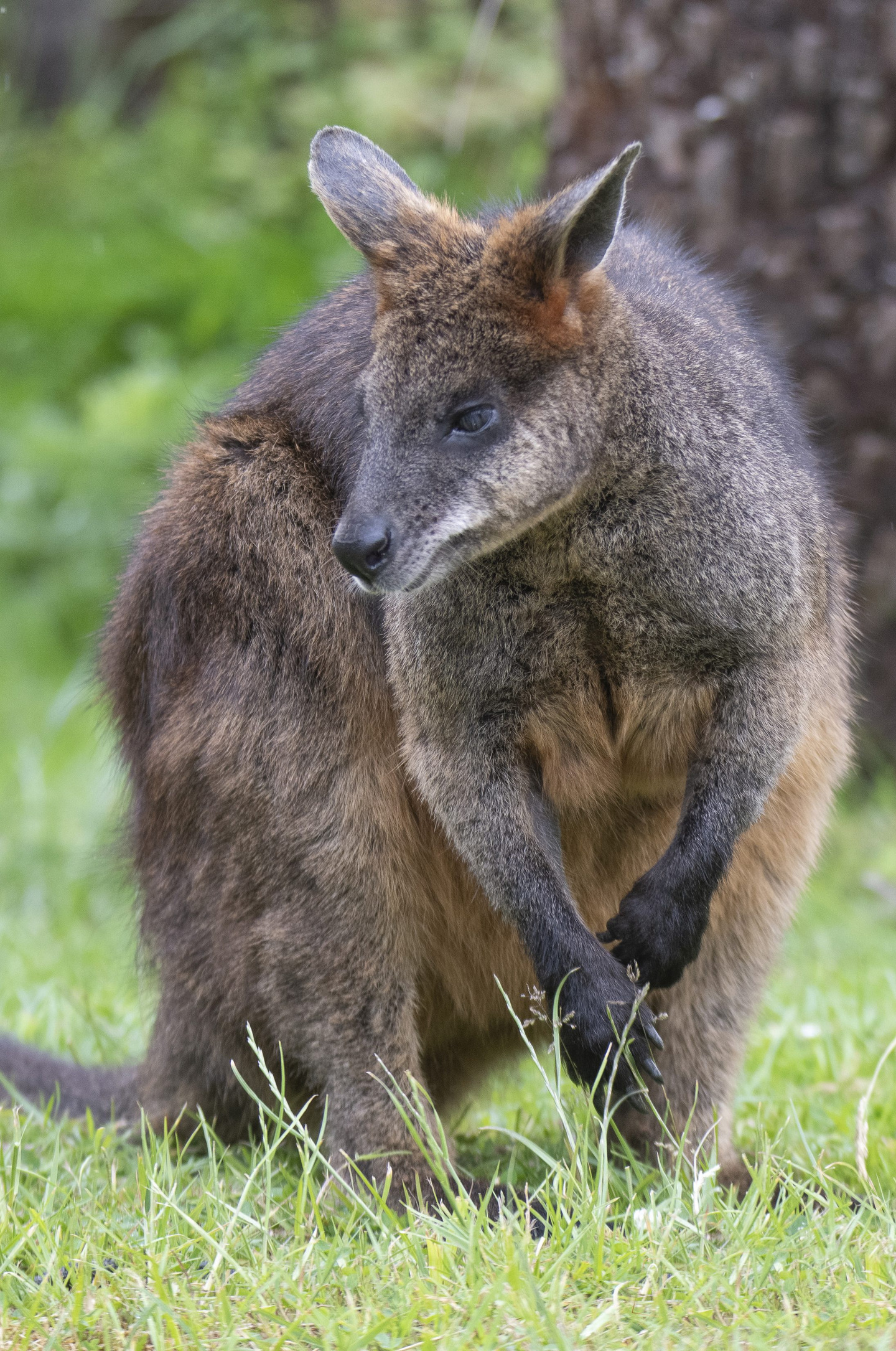 Le Wallaby bicolore | Pairi Daiza