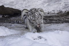 De Bengaalse witte tijger | Pairi Daiza