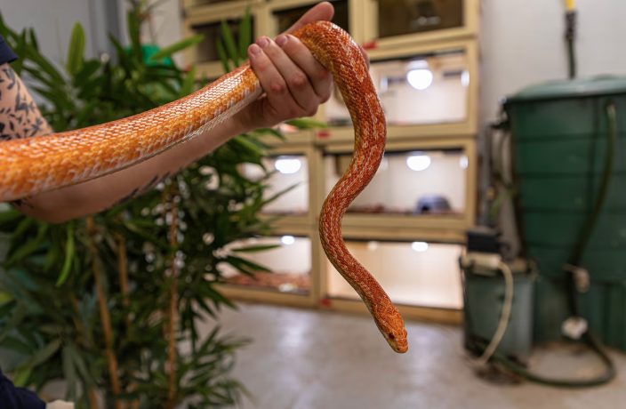 Pairi Daiza Foundation Rescue Centre | Pairi Daiza