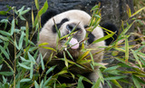 Project Giant Pandas | Pairi Daiza