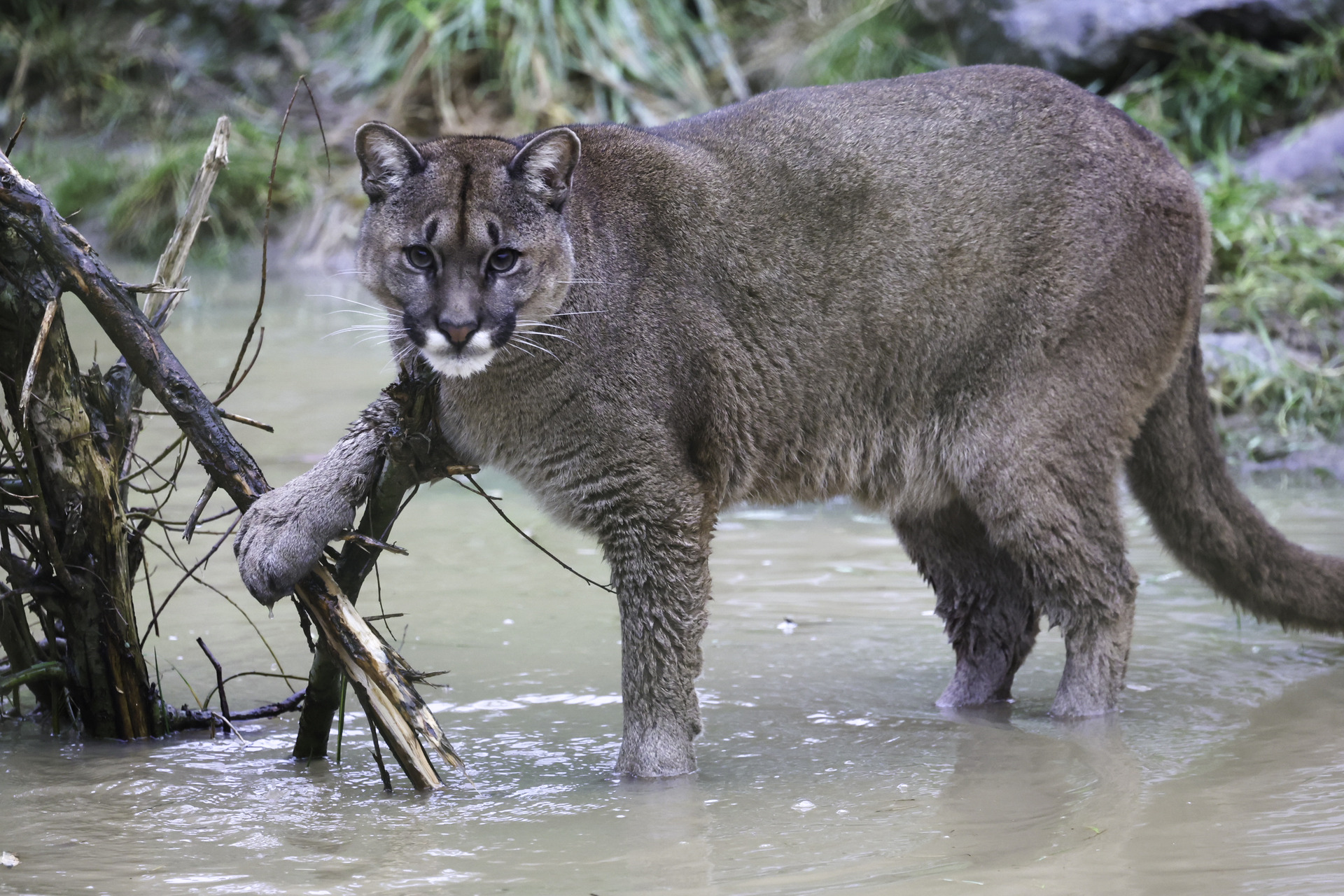 De poema | Pairi Daiza
