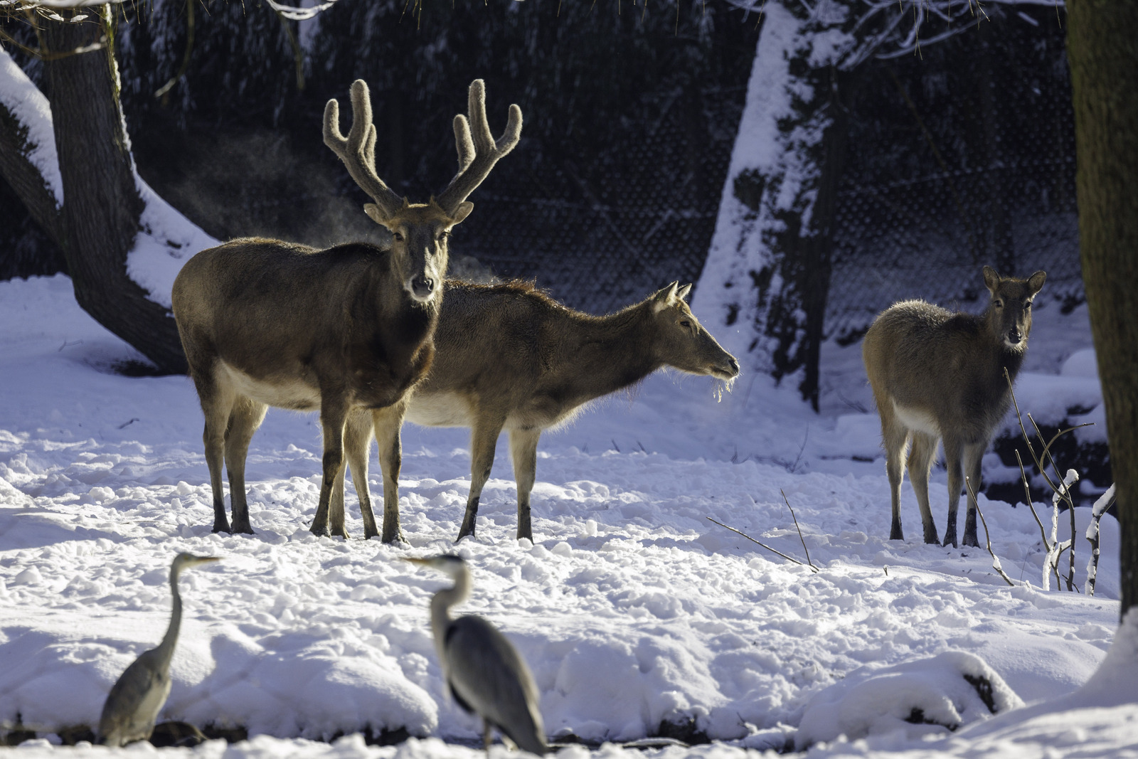 Père David's Deer | Pairi Daiza