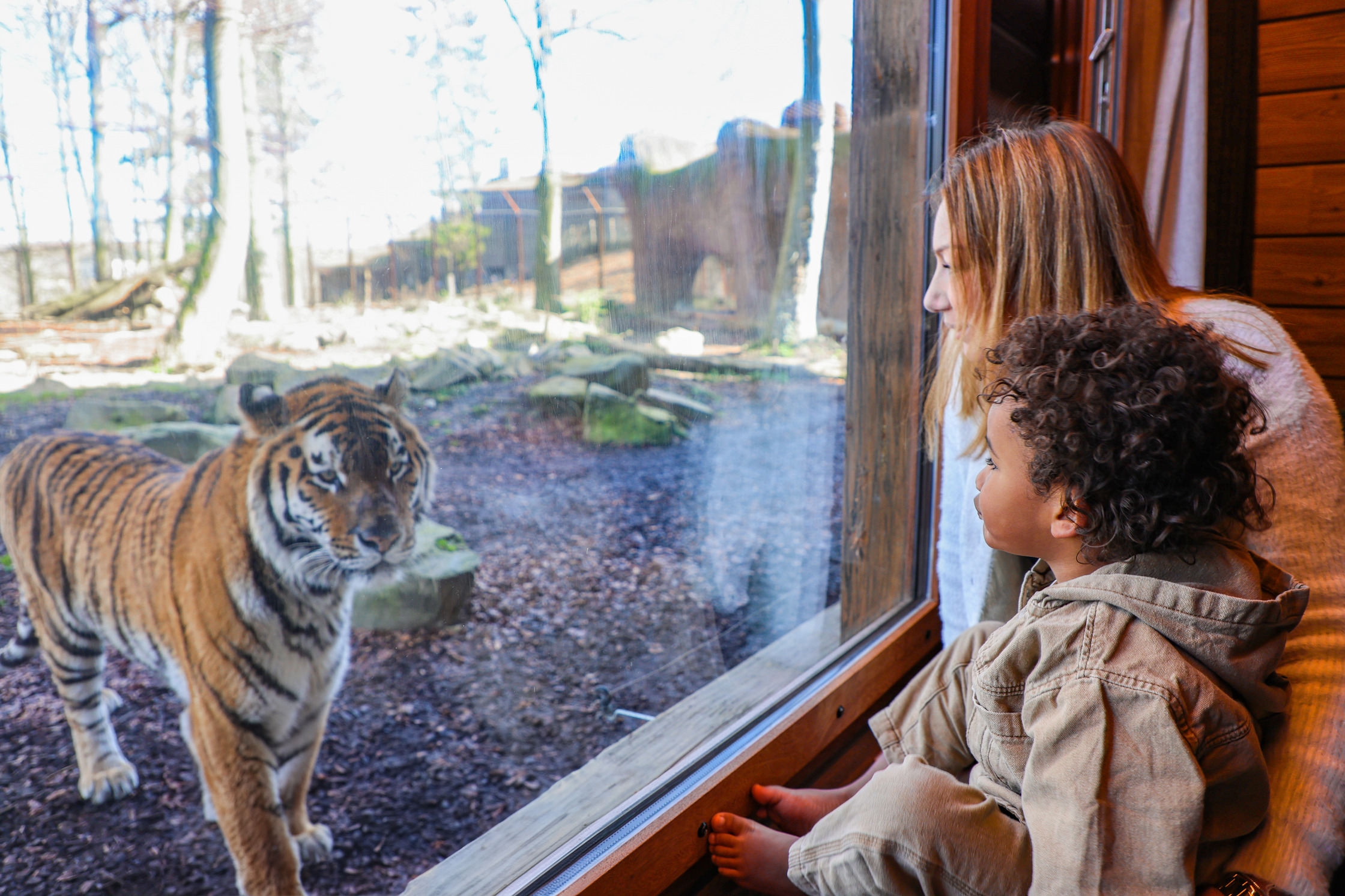 Tiger House | Pairi Daiza