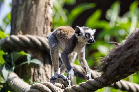 Foundation - de projecten | Pairi Daiza