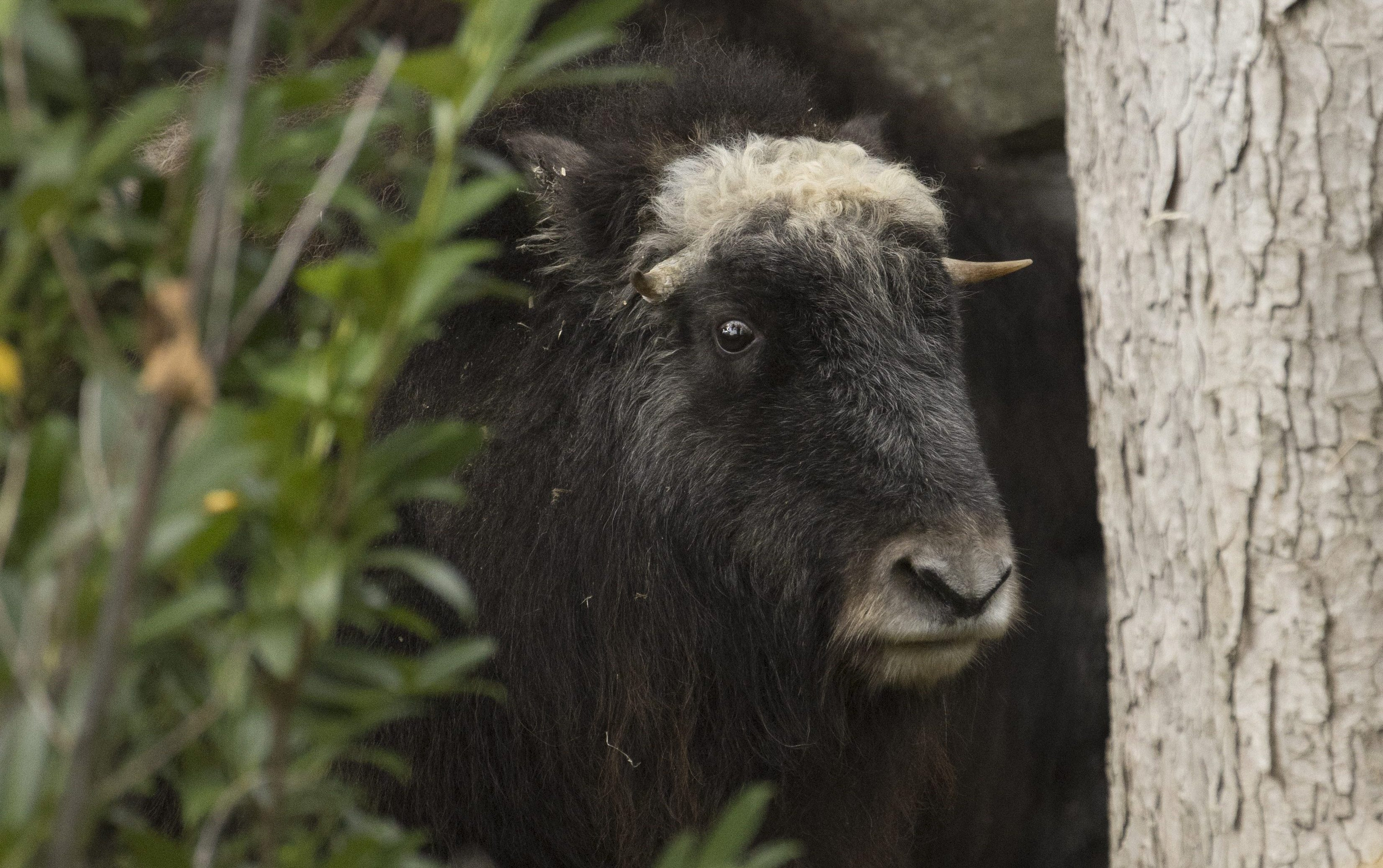 De Muskusos | Pairi Daiza