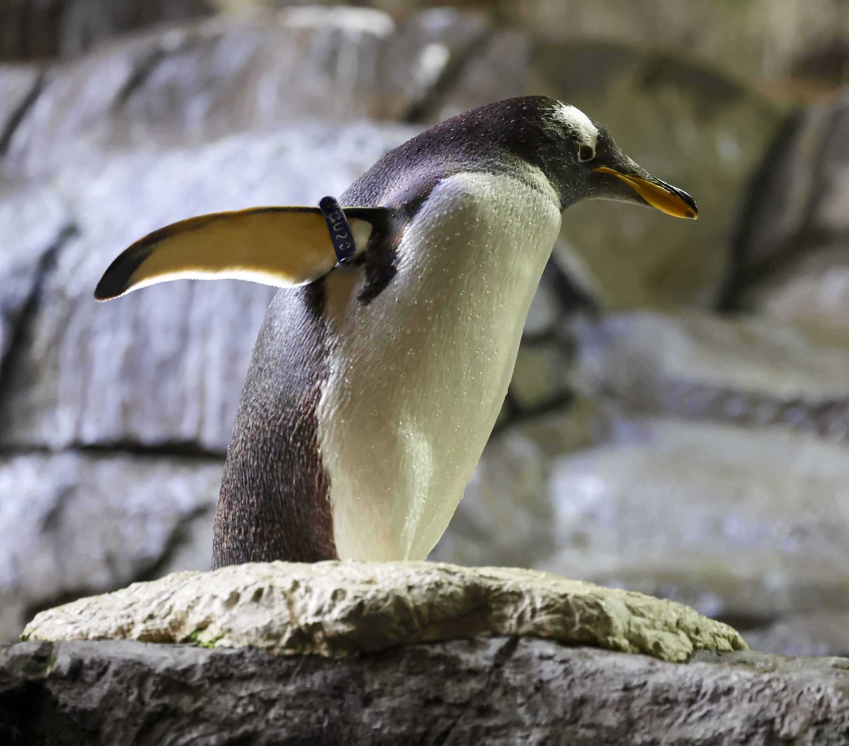 The Emperor Penguin | Pairi Daiza