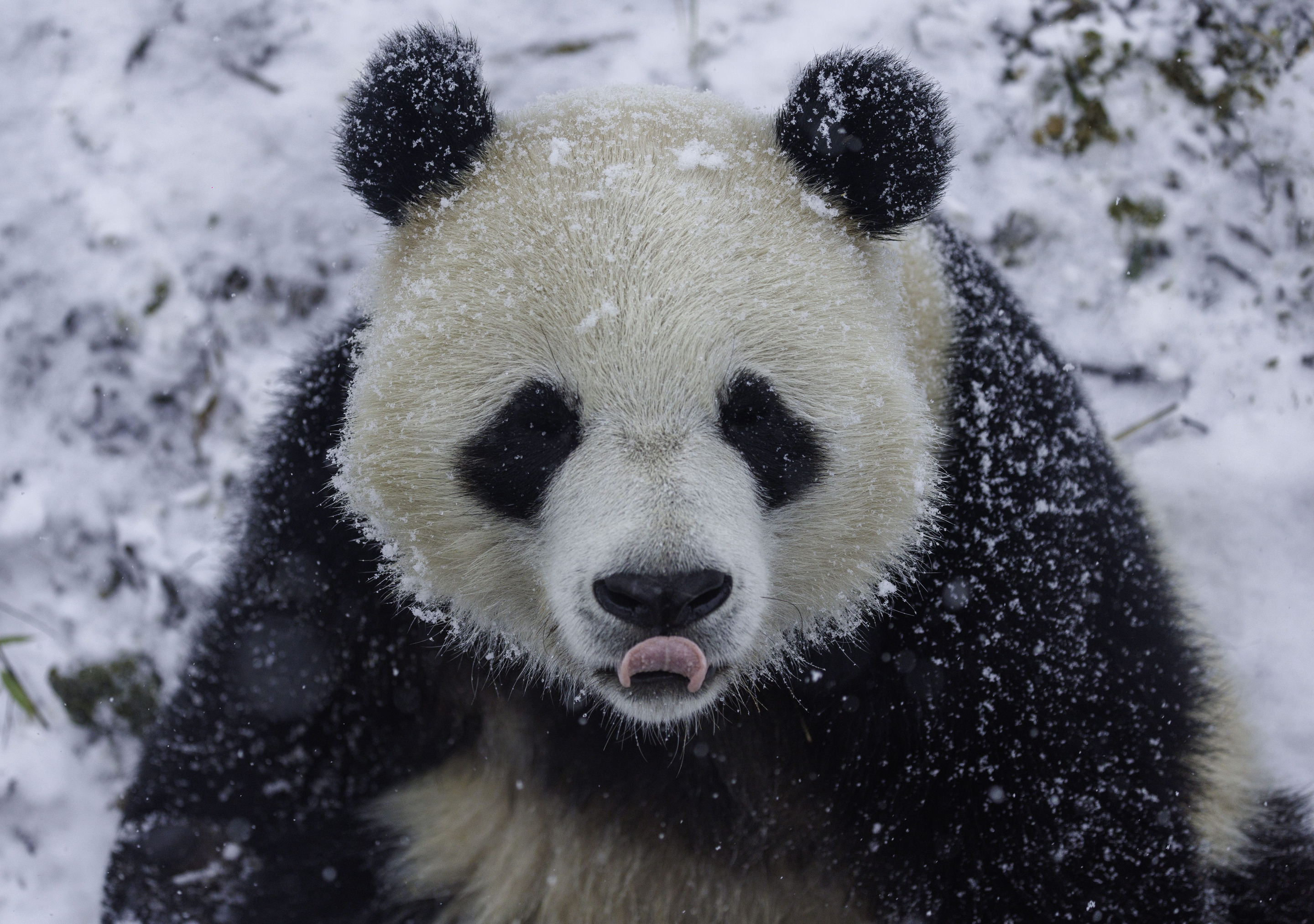 De Reuzenpanda | Pairi Daiza