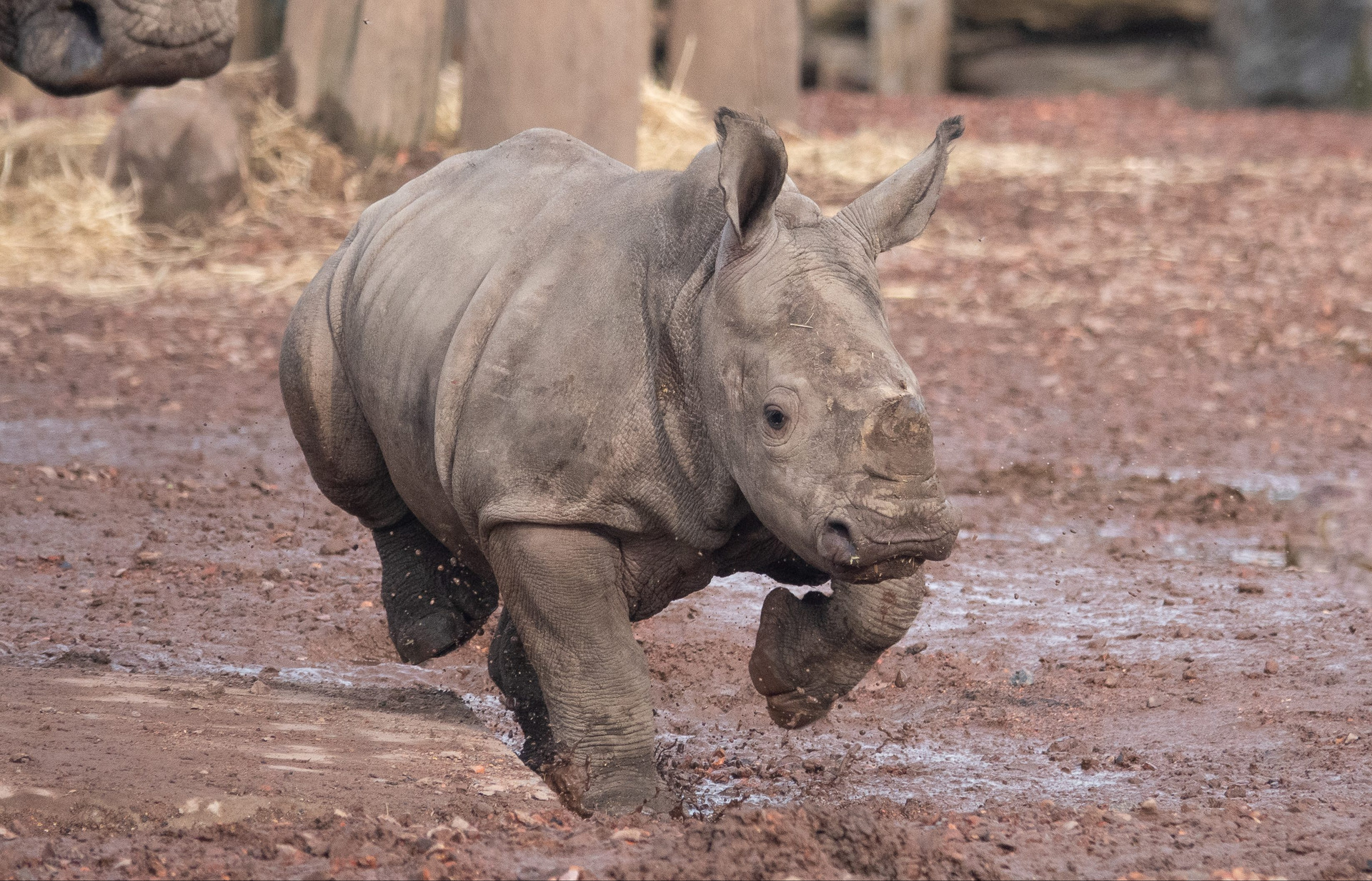Witte Neushoorn | Pairi Daiza