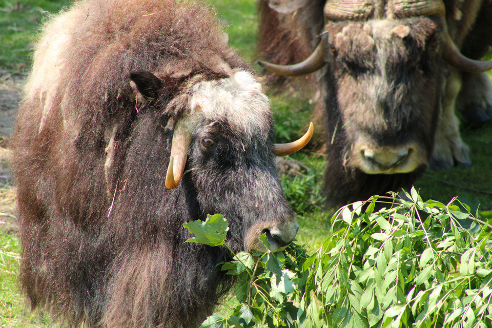 The Muskox | Pairi Daiza