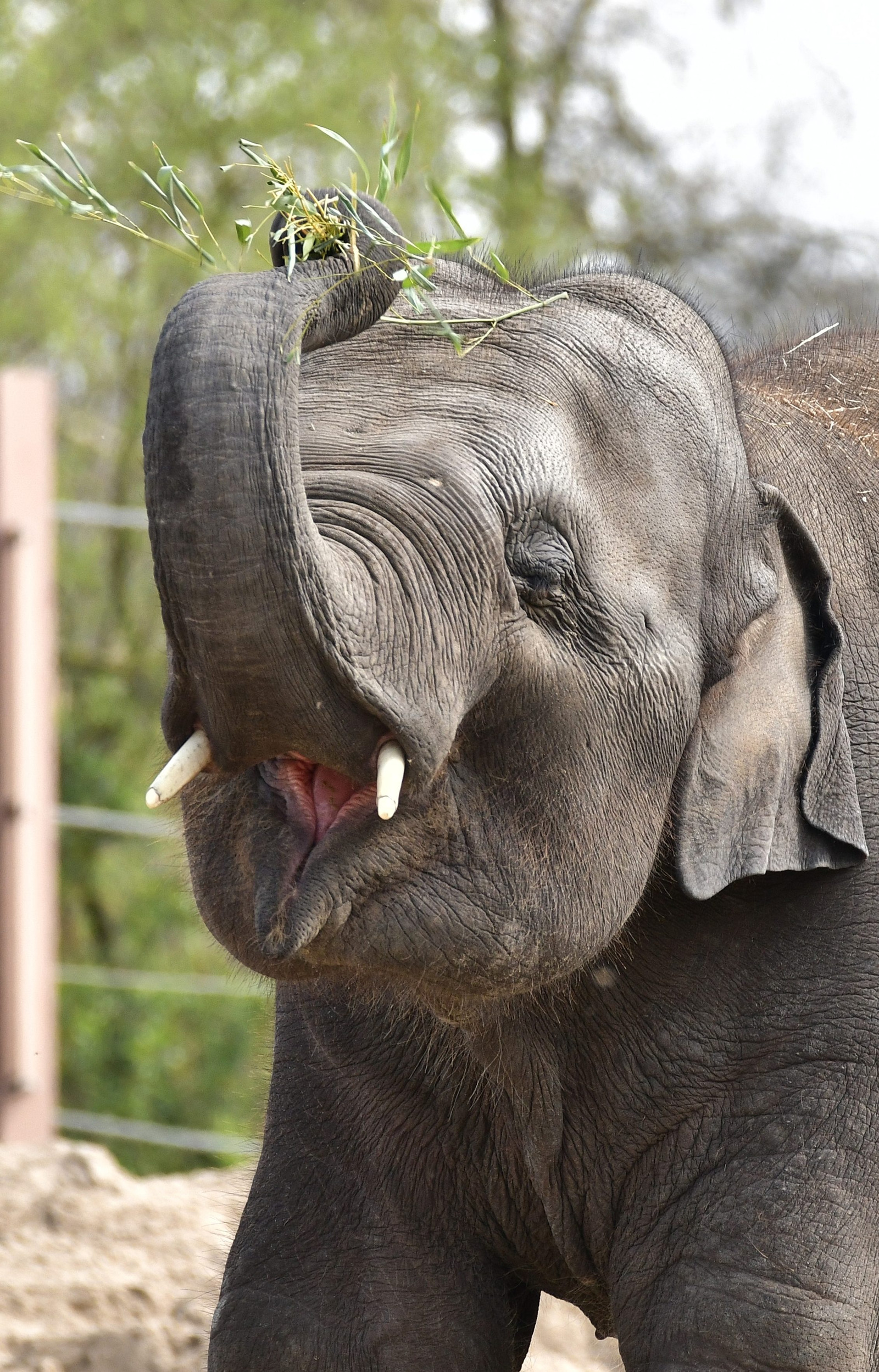Animal Adventures | Pairi Daiza