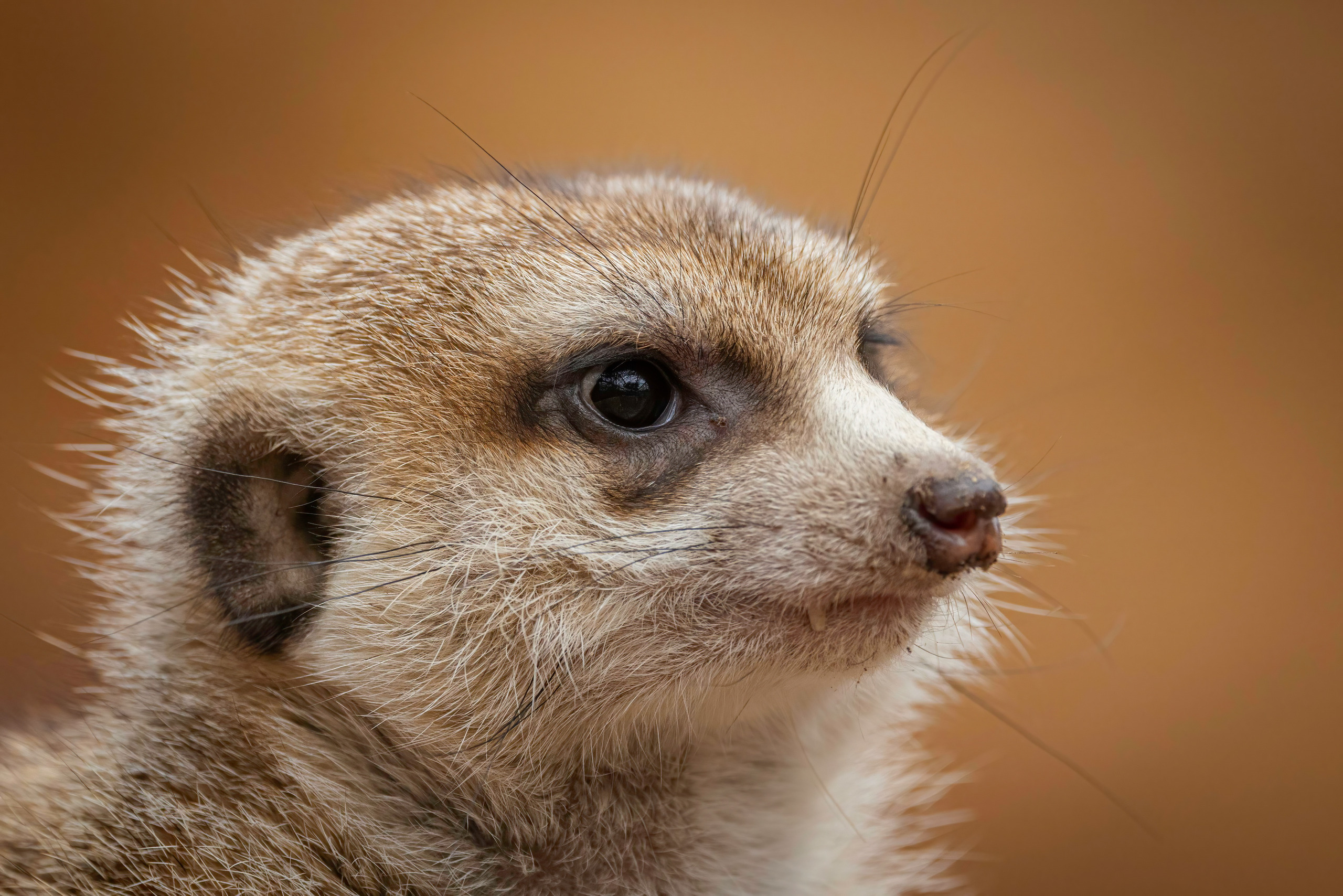 Le suricate | Pairi Daiza