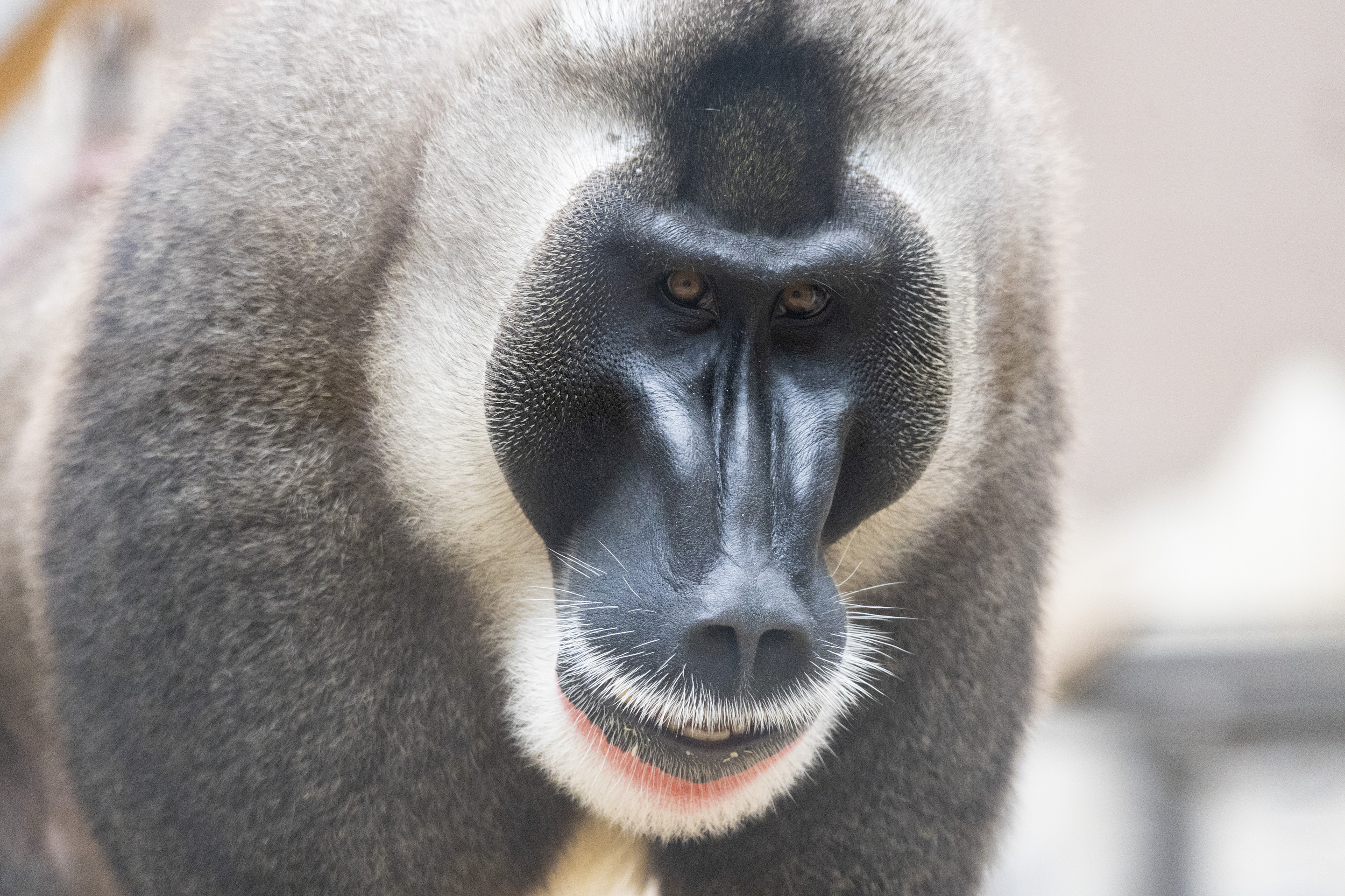 Le Drill | Pairi Daiza