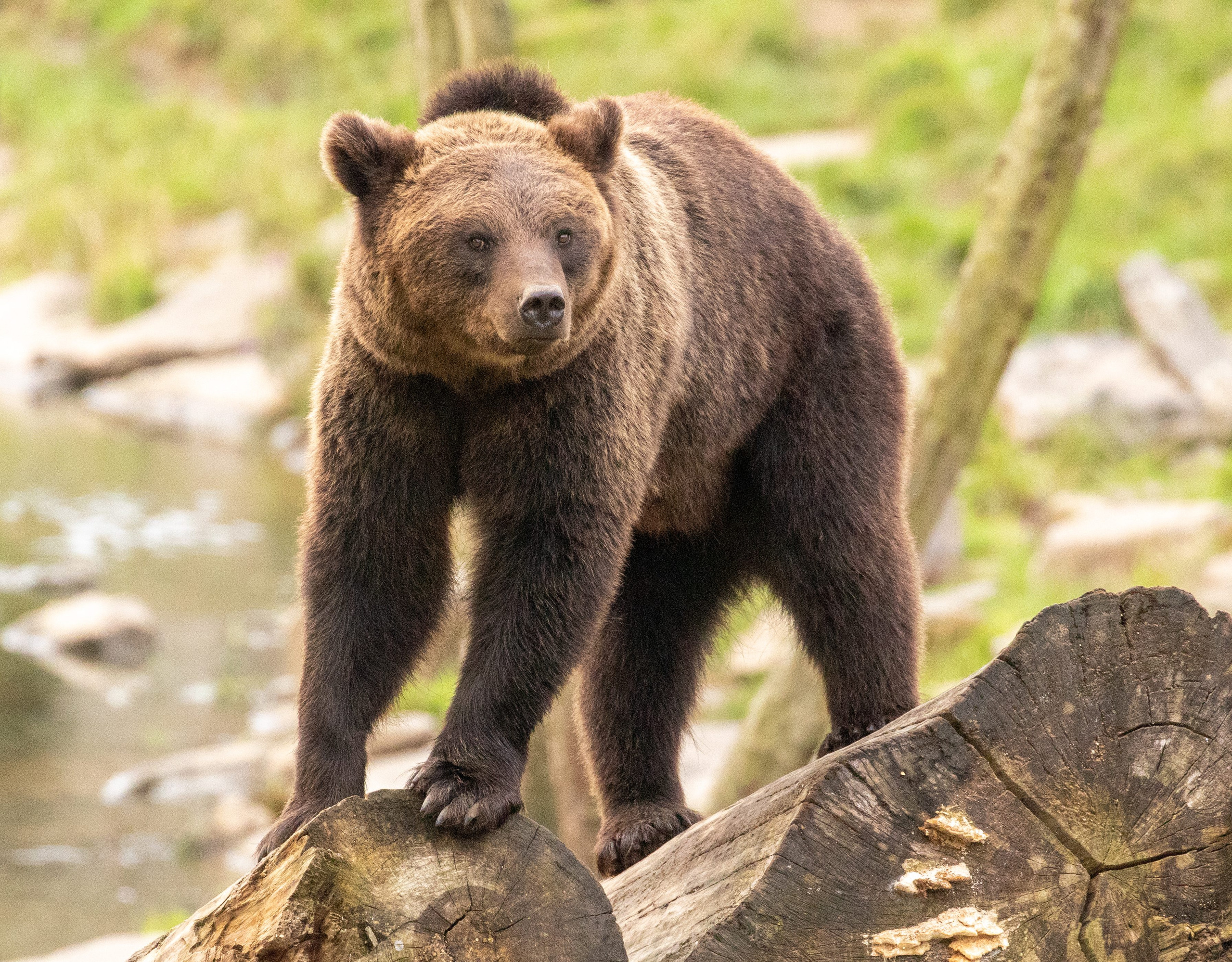 L'Ours brun | Pairi Daiza
