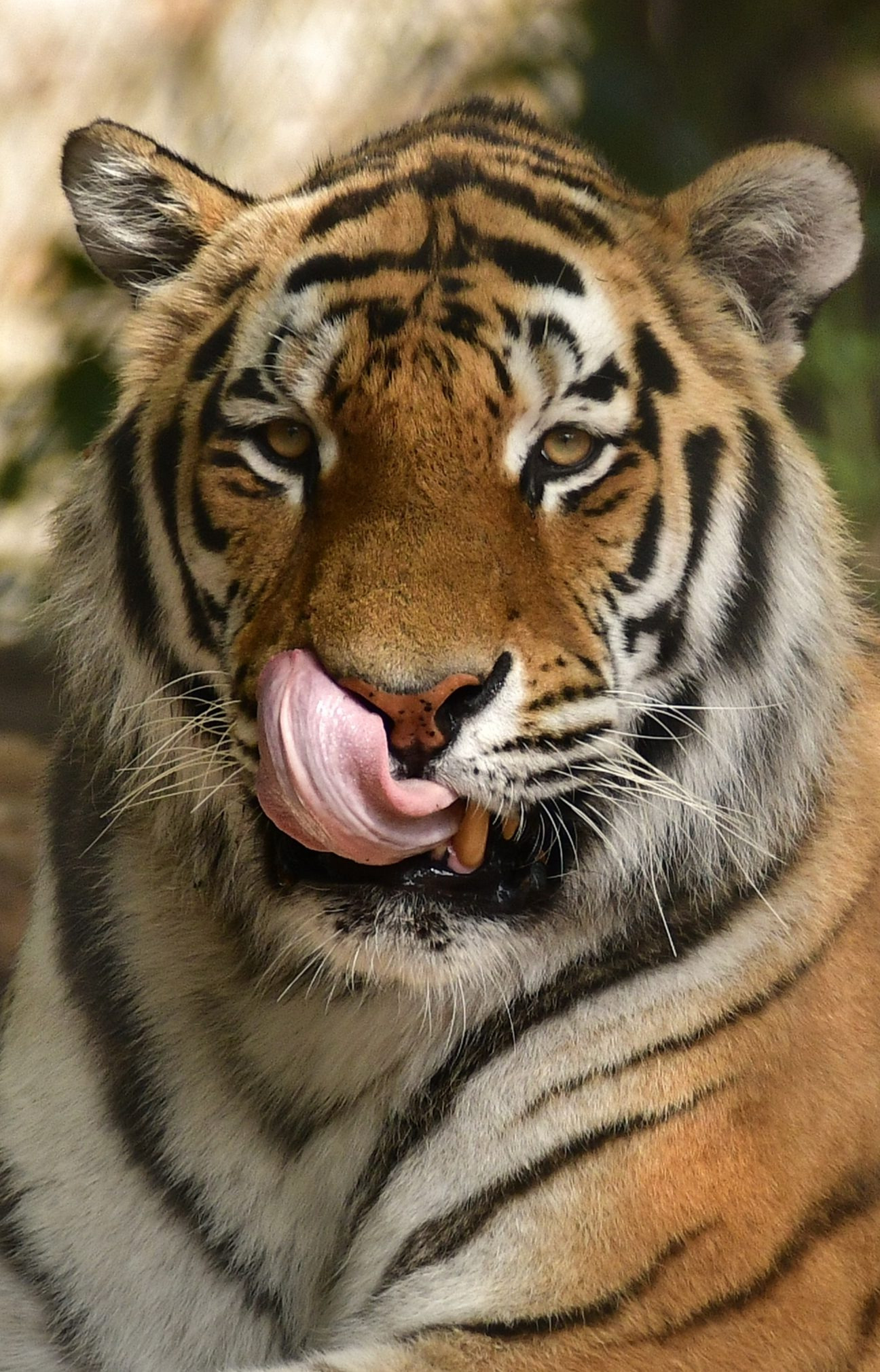 Siberische Tijger | Pairi Daiza