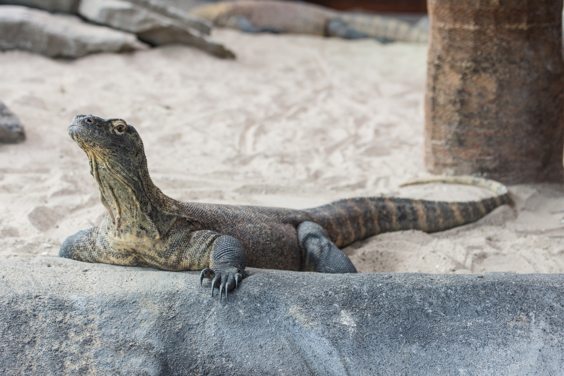 Project Komodo Dragon | Pairi Daiza