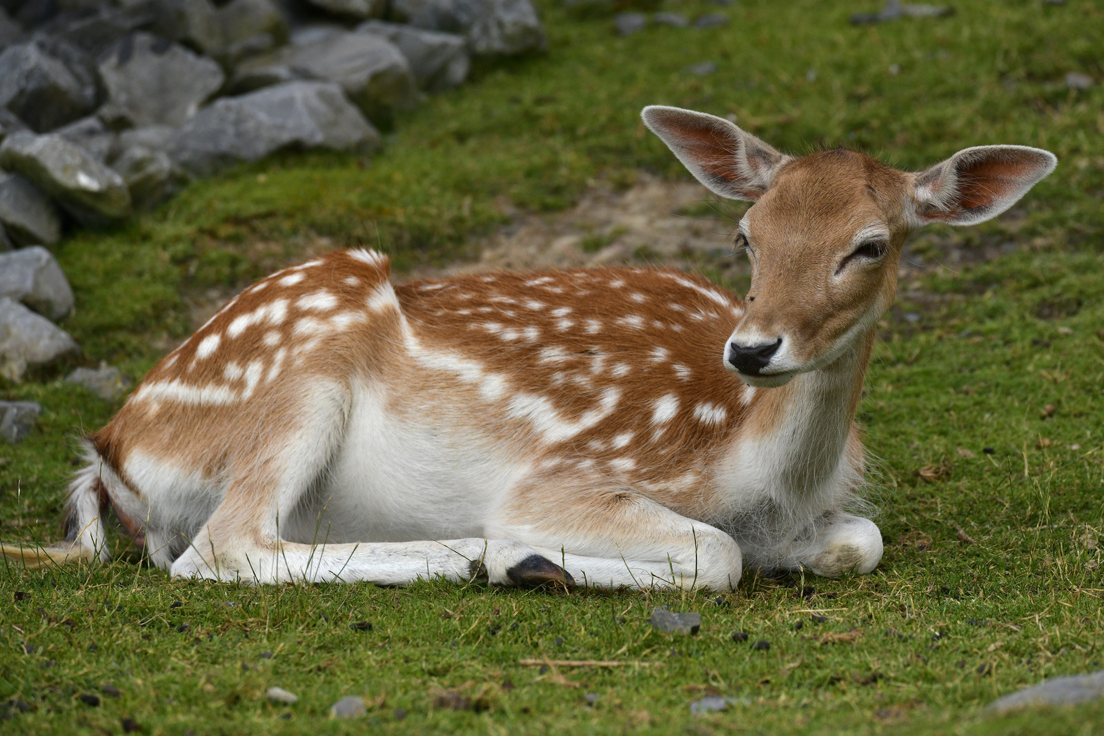 European Fallow Deer | Pairi Daiza
